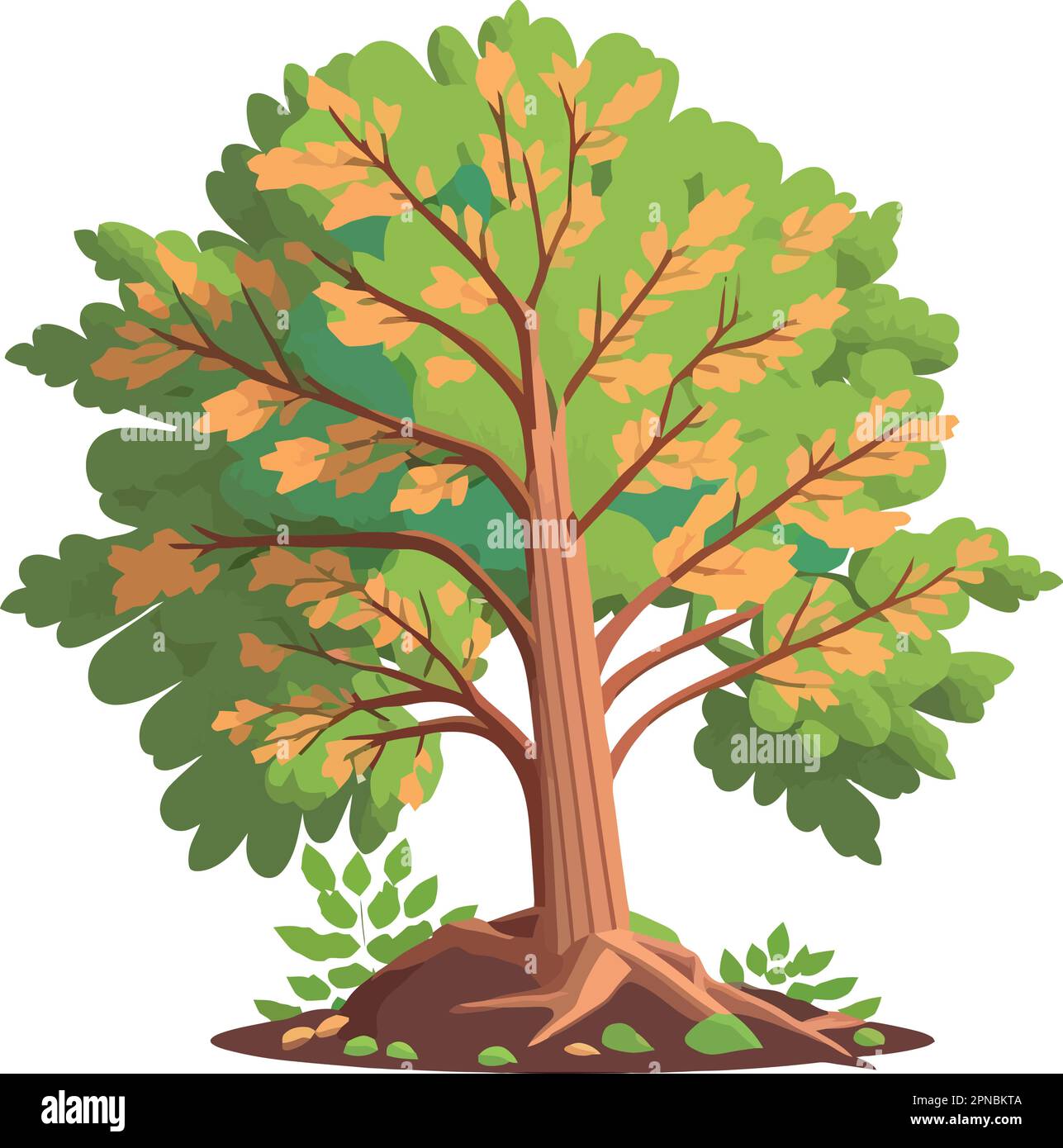 Beech tree dicotyledonous plant minimalist vector illustration Stock ...