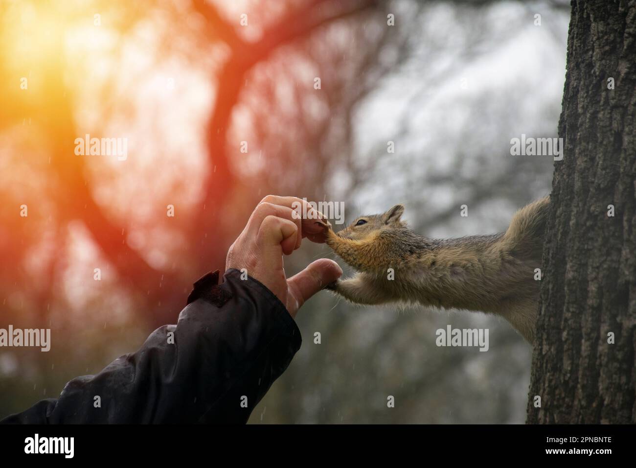 Squirrel takes a nut from a man's hands while sitting on a tree Stock ...