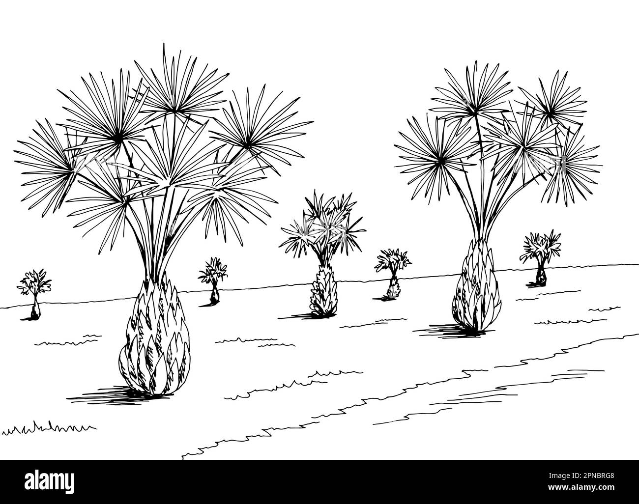 Palm grove plantation graphic black white landscape sketch illustration ...