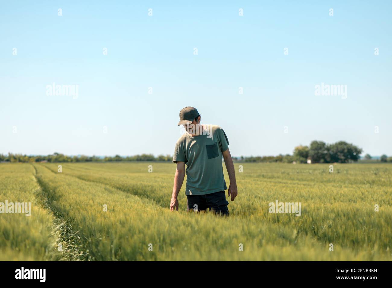 Middle-aged male farmer walking in unripe barley crop field and ...