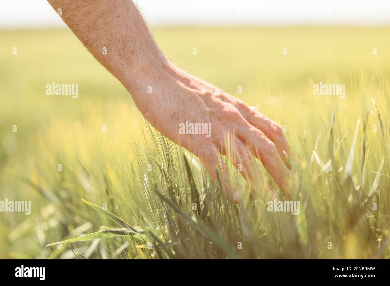 Farmer touching unripe barley spikes in cultivated field. Closeup of ...