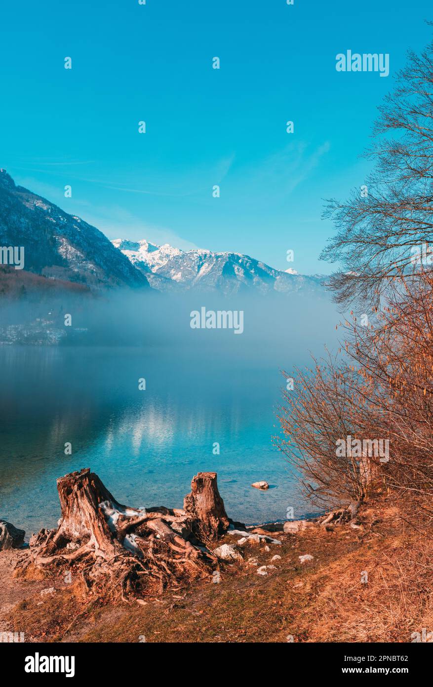 Old tree stump at Bohinj lake shore at cold winter february morning ...