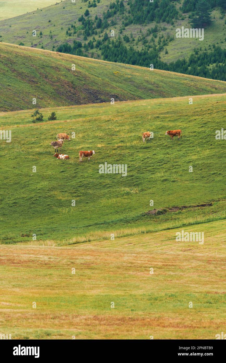 Free range cows grazing on green pasture land, Dairy farm livestock ...