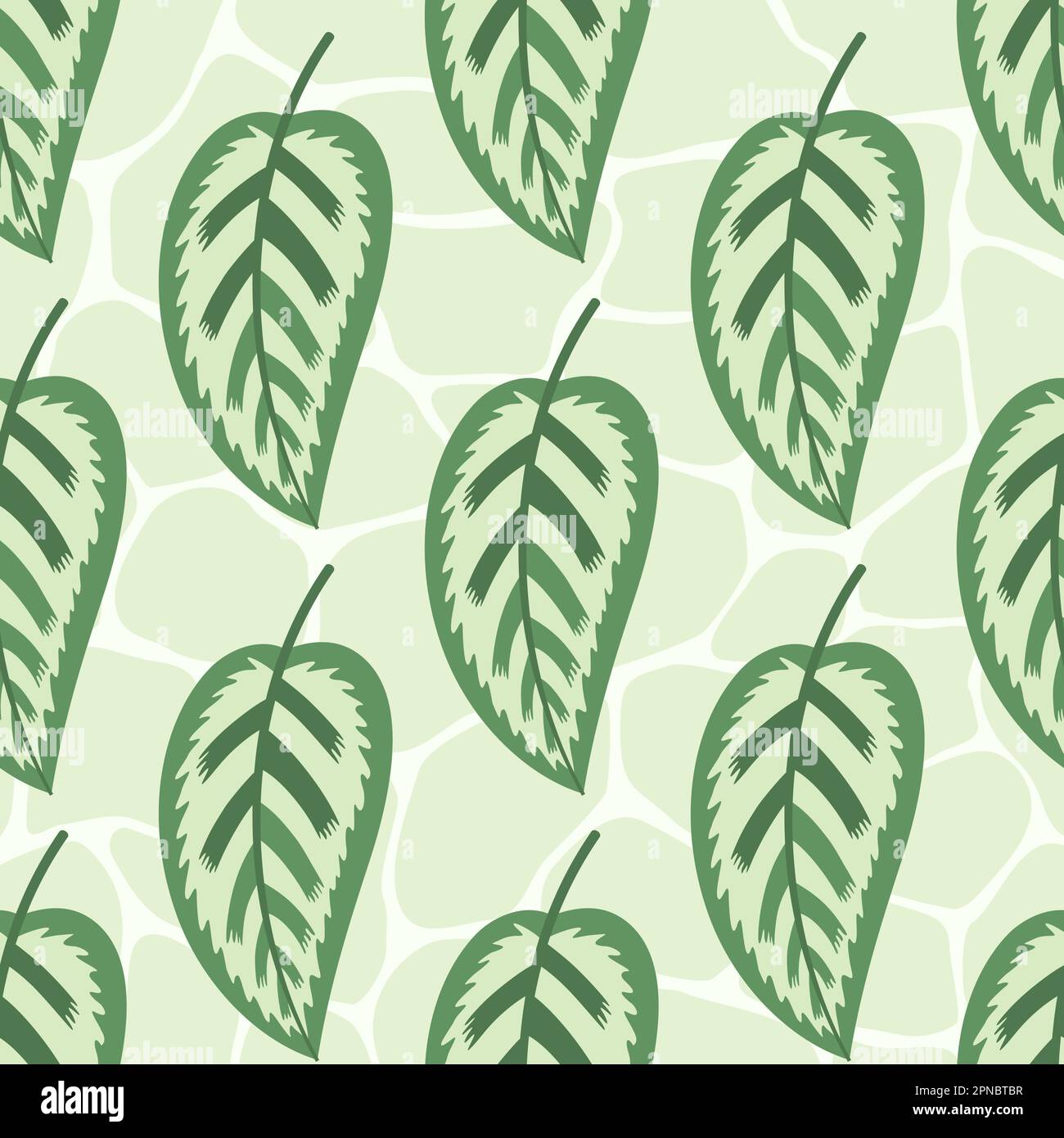 tropical plant goeppertia zebrina leaves seamless pattern Stock Vector ...