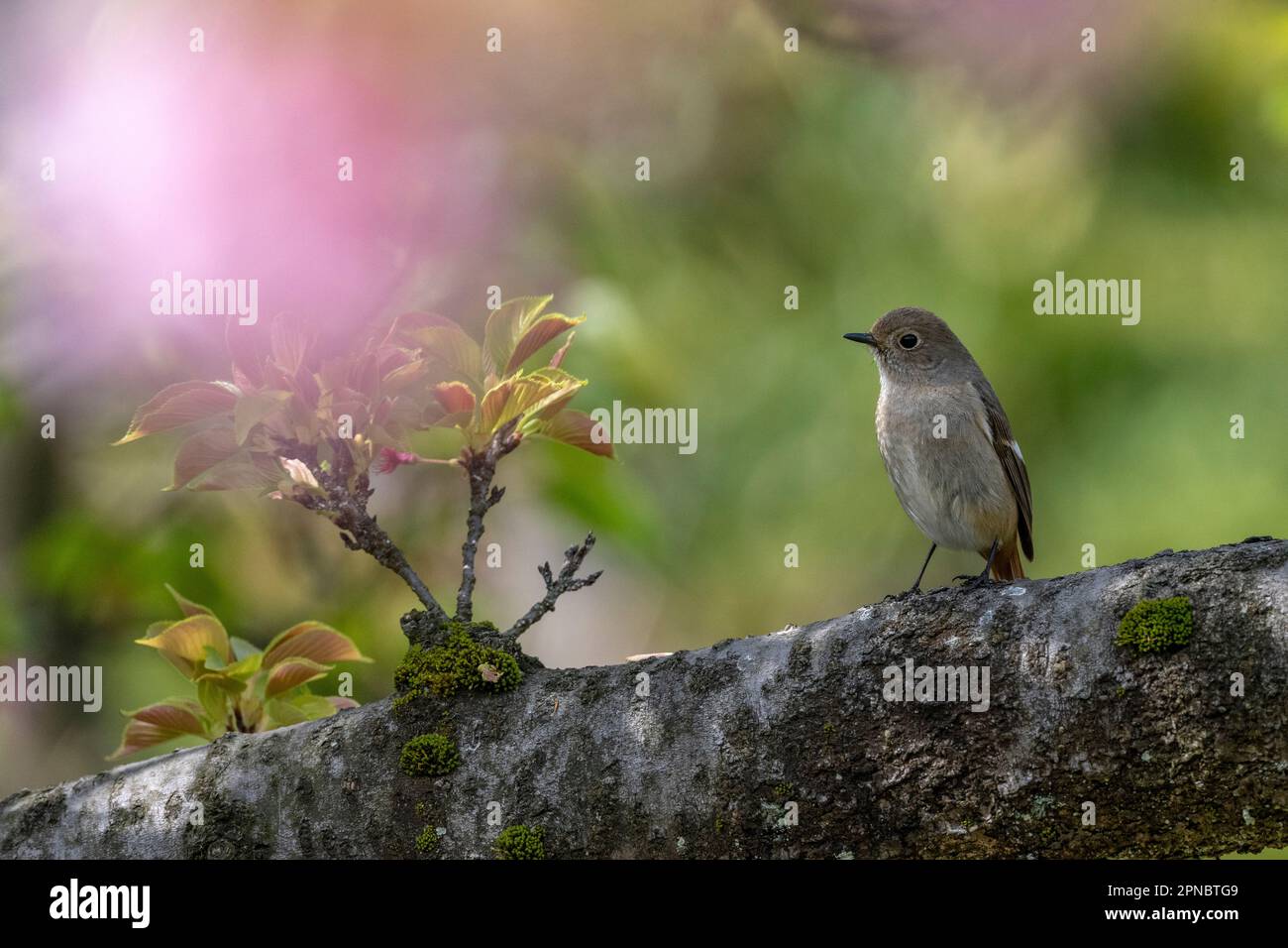 A female Daurian Redstart seen in the Japanese Cherry Blossom gardens Stock Photo - Alamy