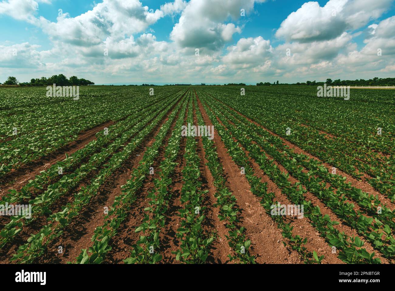 Young green soybean crop seedling plants in cultivated perfectly clean ...