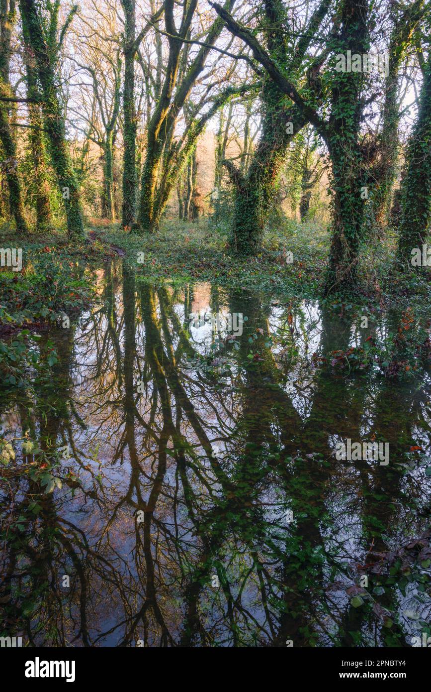 A pool in the forest reflects the silhouettes of the trees in Lugo ...
