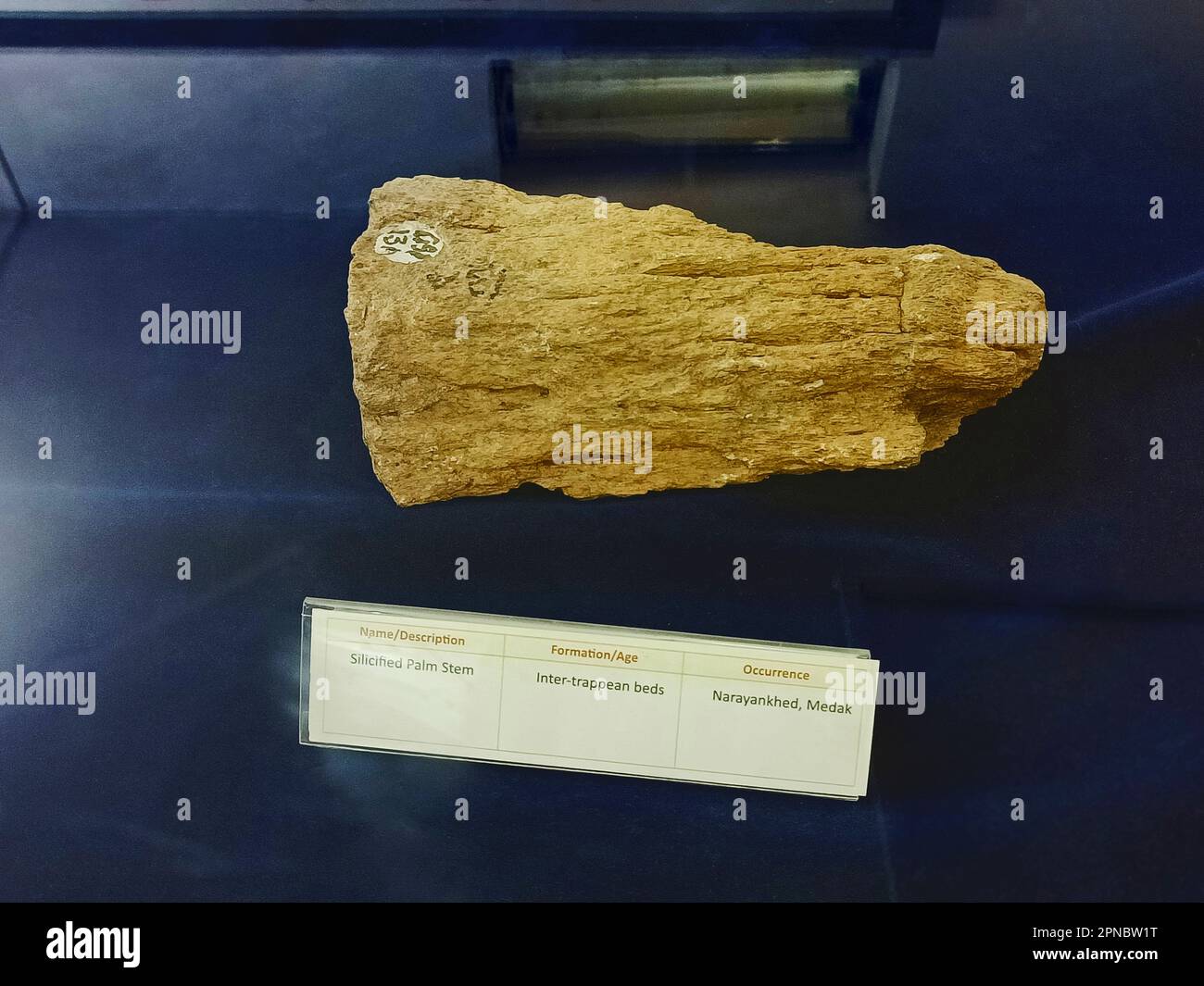 Fossilization process hi-res stock photography and images - Alamy