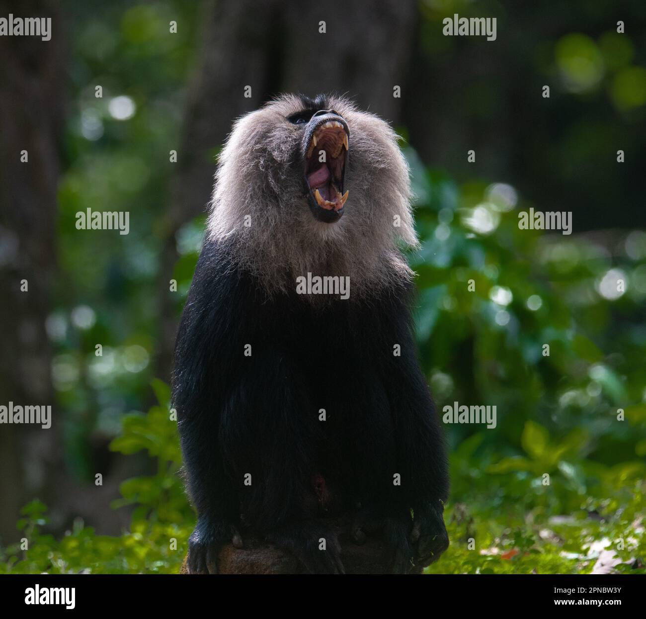 Cross monkey hi-res stock photography and images - Alamy