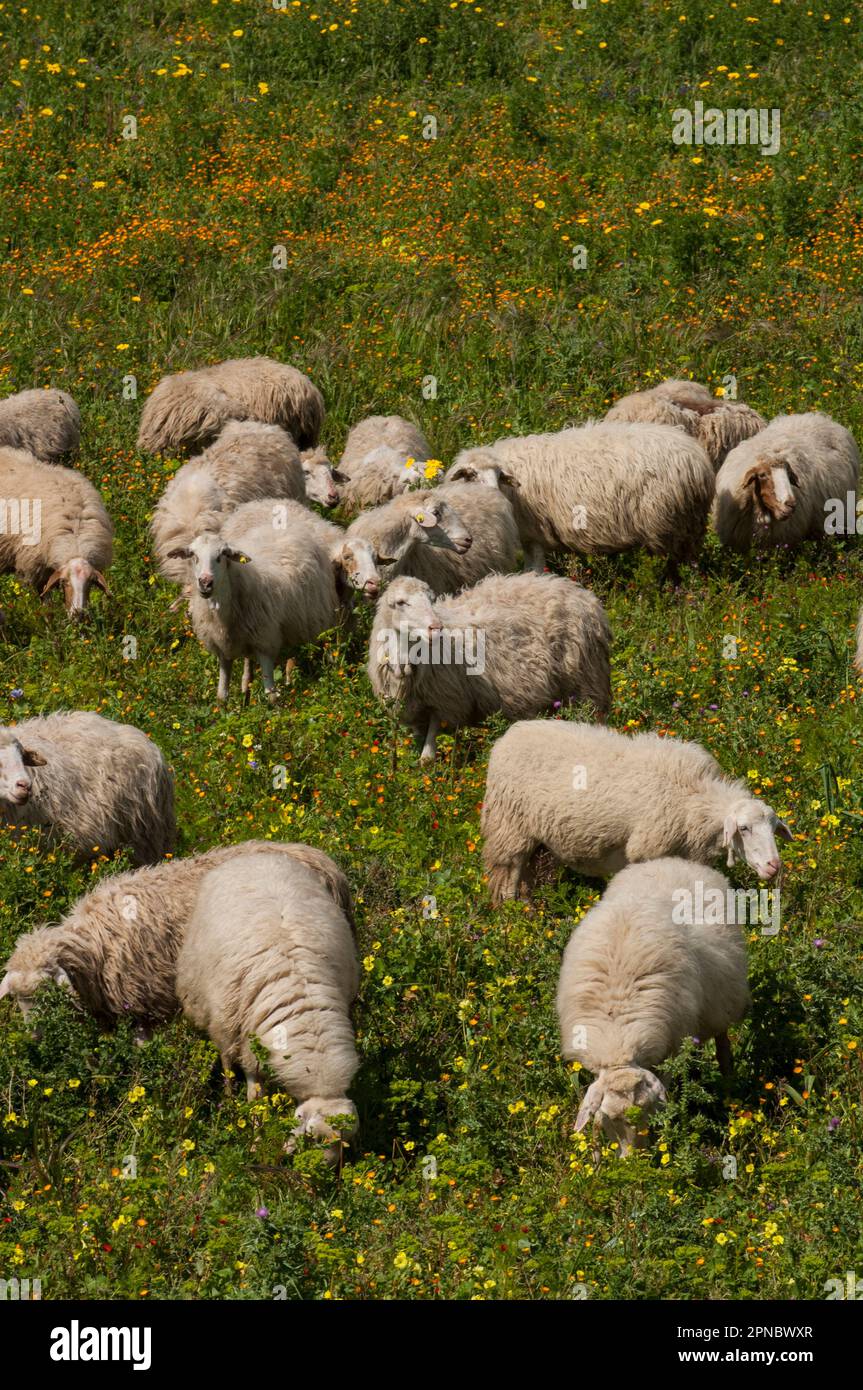 A flock of sheep in the countryside in the province of Ragusa, Sicily ...