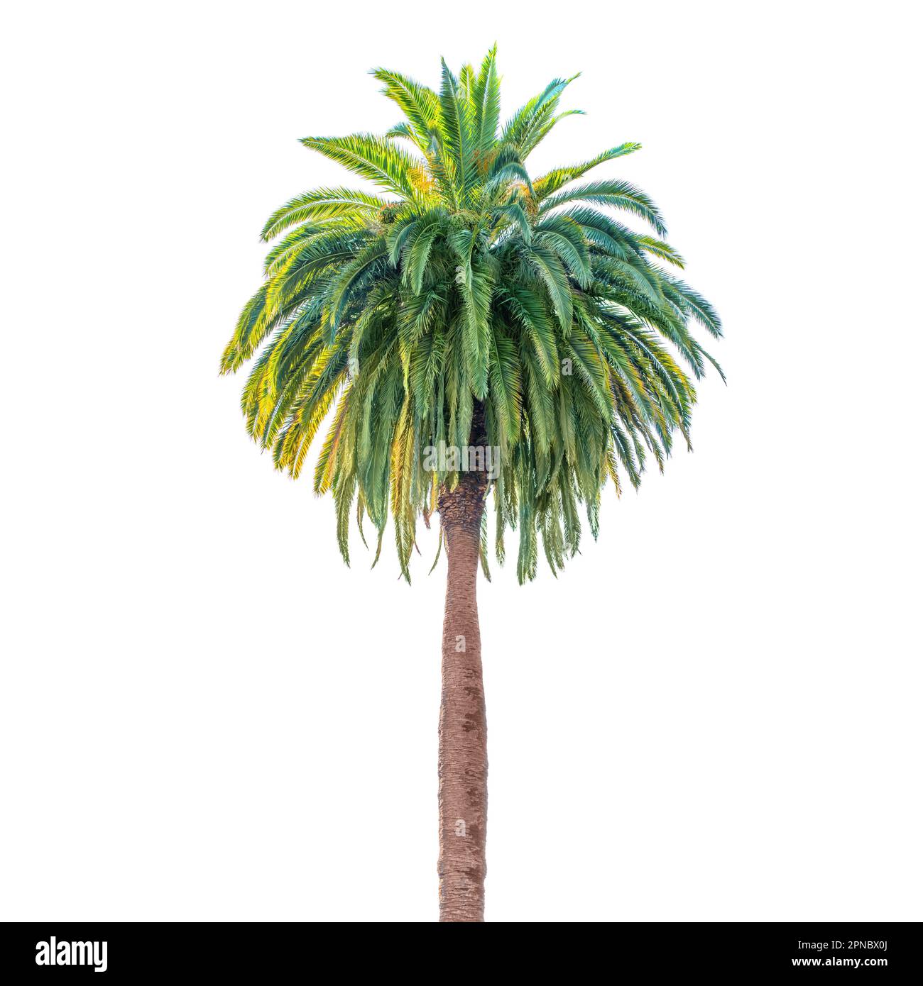 Lush palm tree isolated on a clean white background, providing space ...