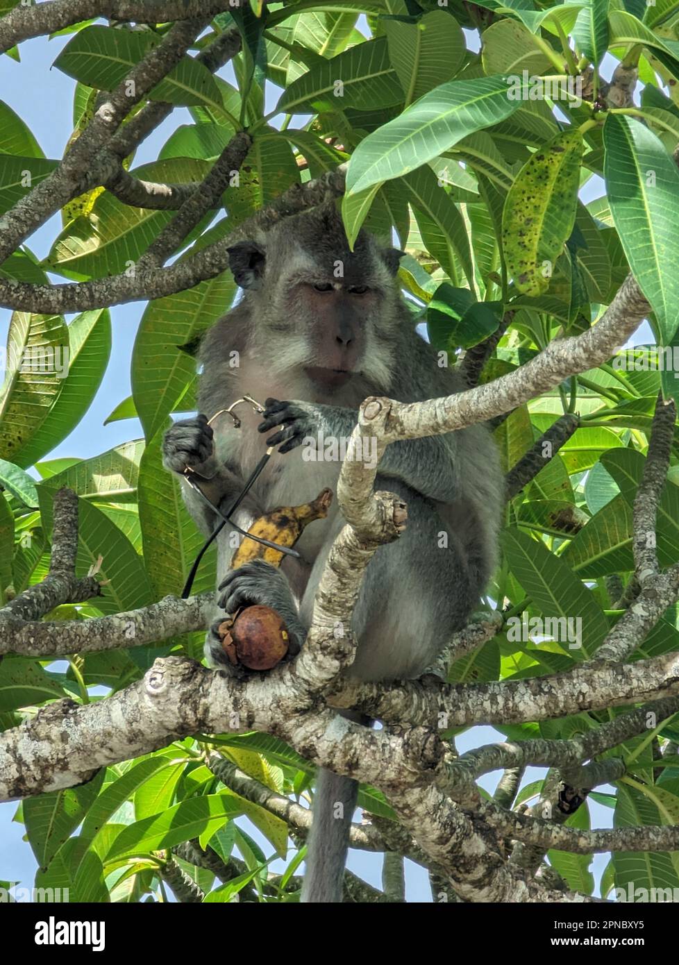 An adorable monkey perched in a tree enjoying a nourishing snack Stock ...