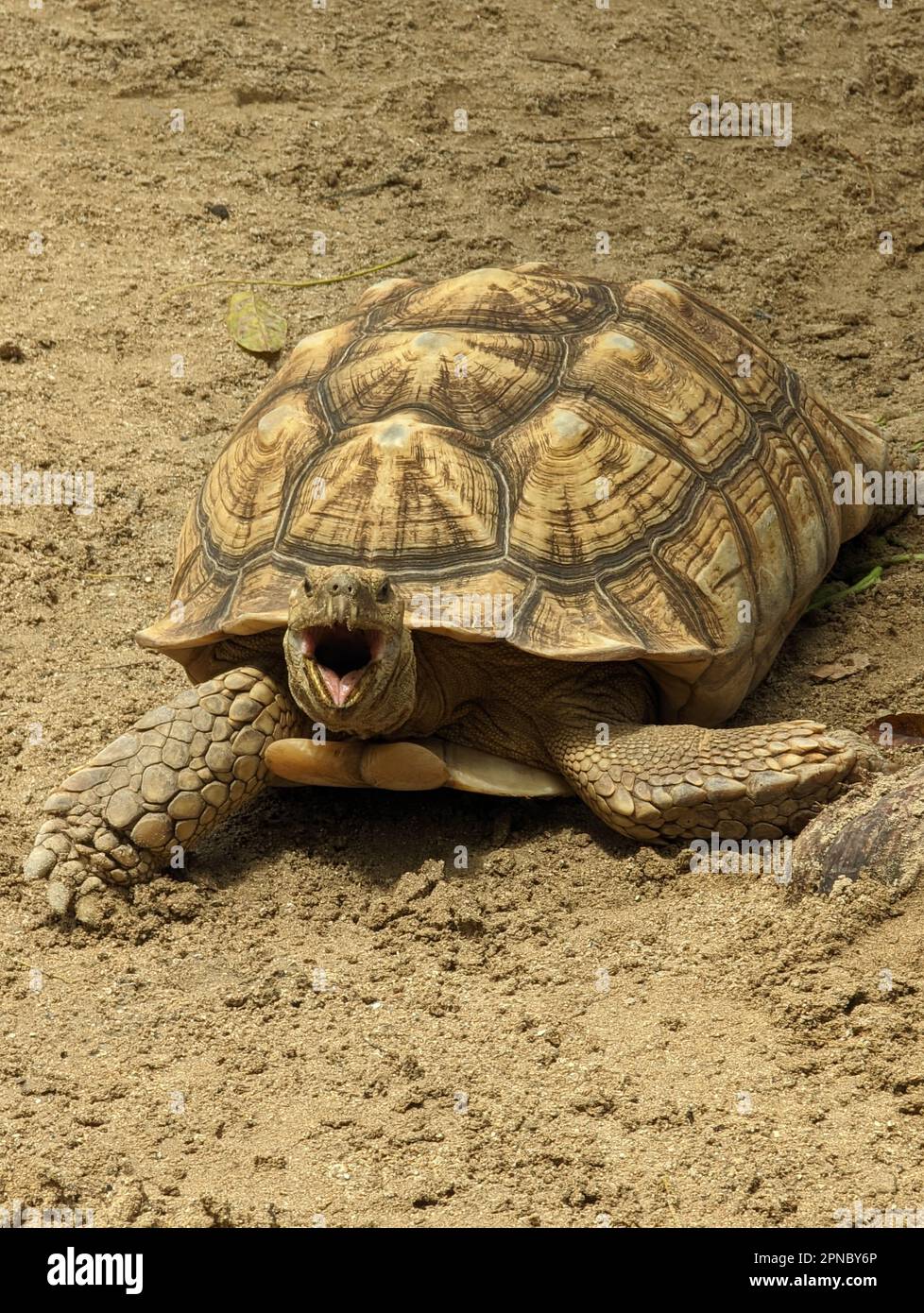 A tortoise with its mouth open in an enclosure Stock Photo - Alamy