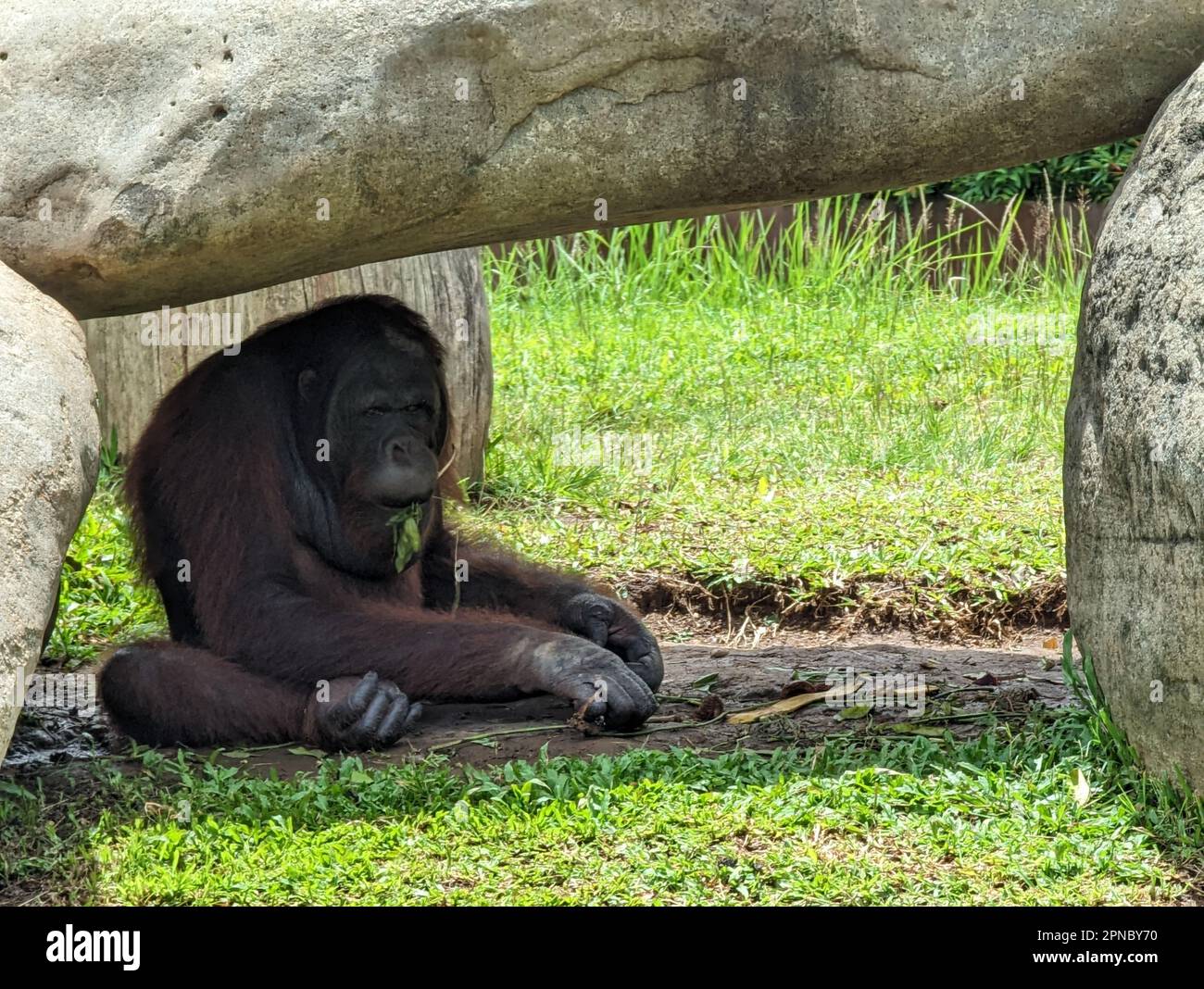 A large monkey sitting underneath a rock next to grass and a rock Stock ...