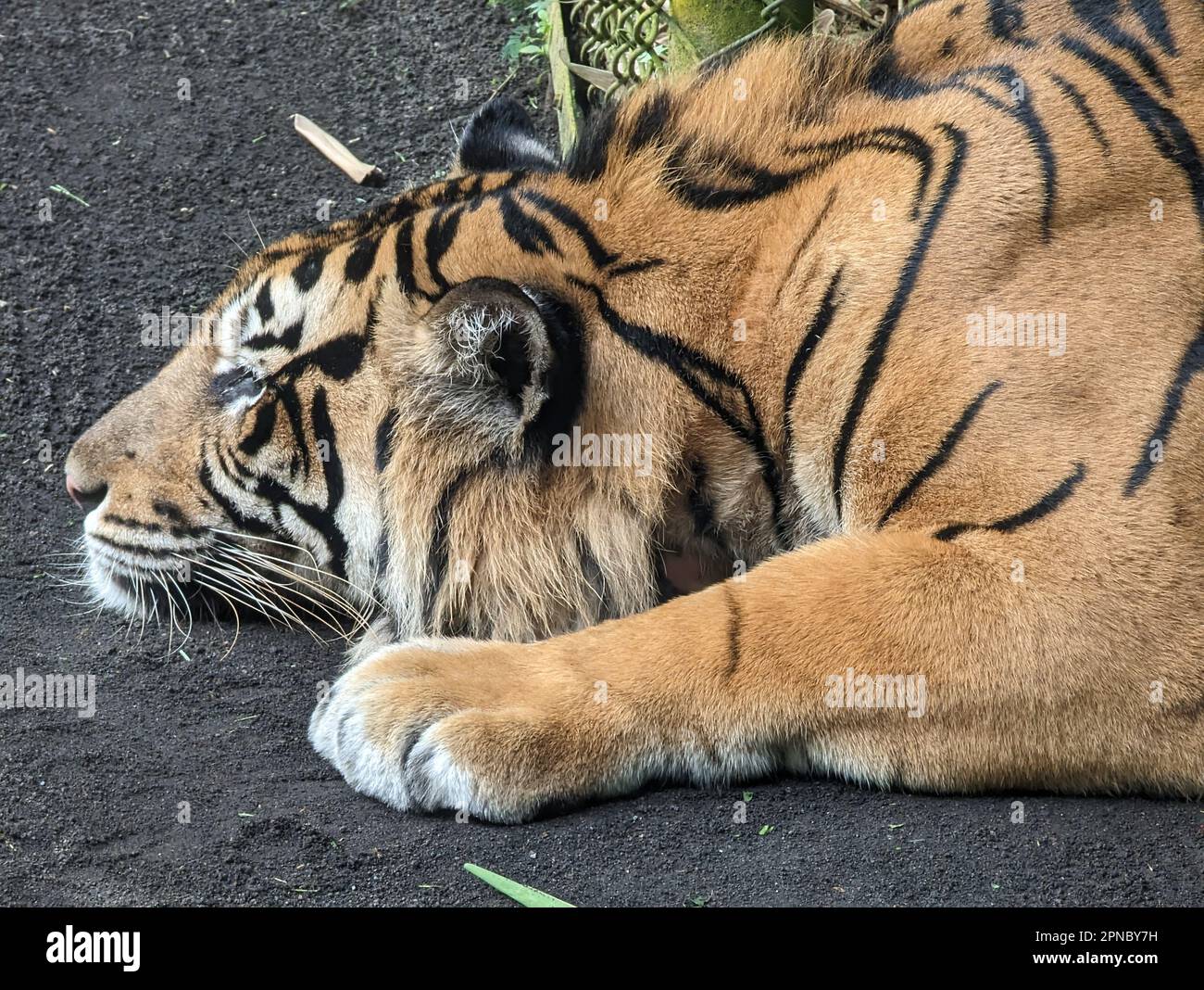 A relaxed Bengal Tiger resting in a lush jungle environment with its ...