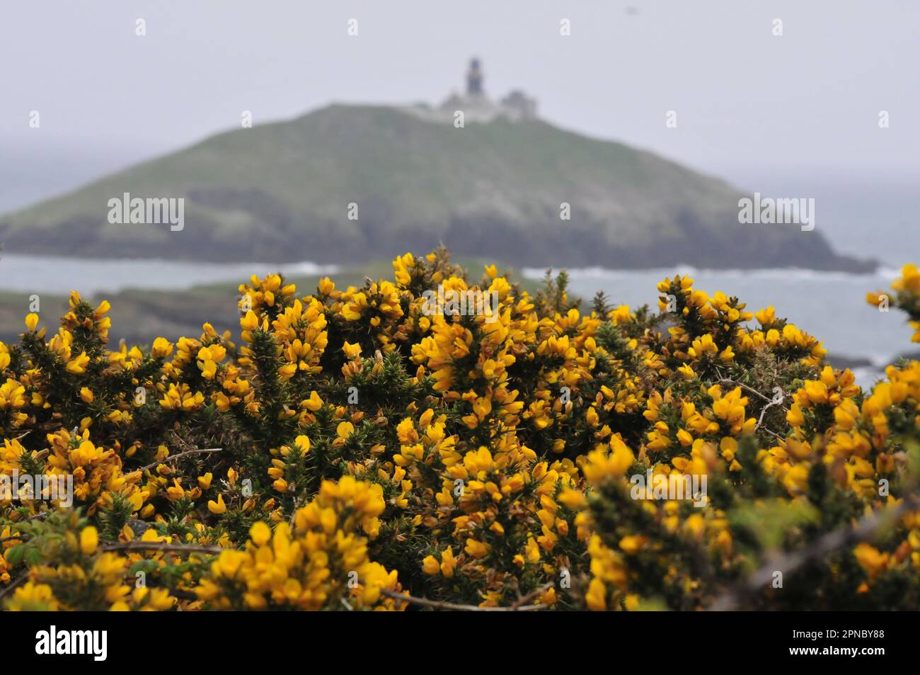 Yellow thorn bushes Ballycotton lighthouse Ireland county Cork Stock ...