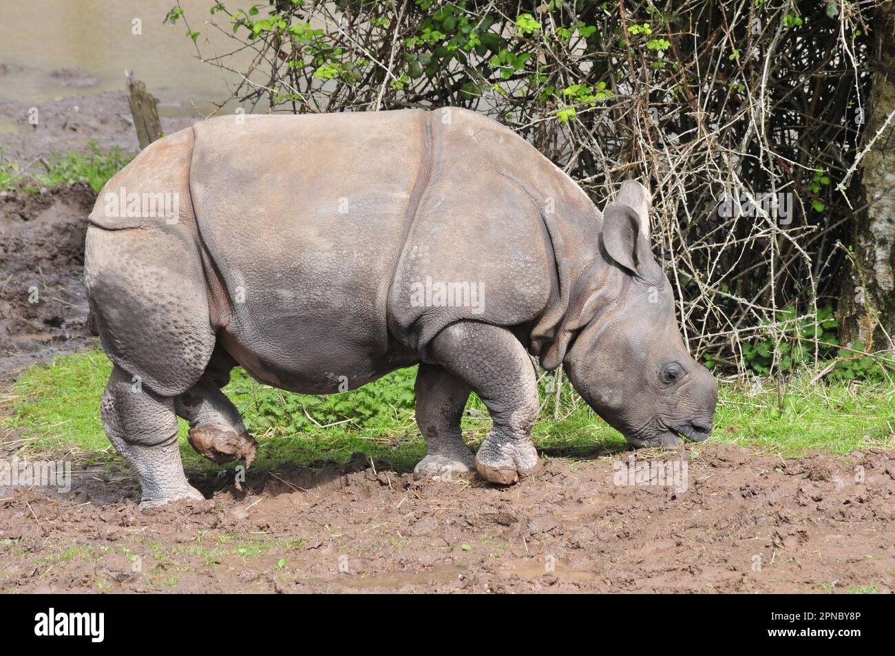 Indian rhino animals in Fota wild park Cork Ireland Stock Photo - Alamy