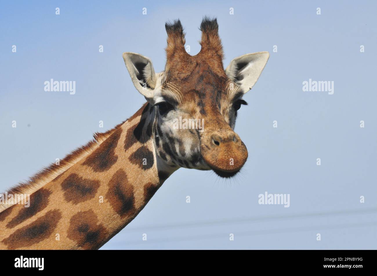 Fota wildlife park ireland hi-res stock photography and images - Alamy