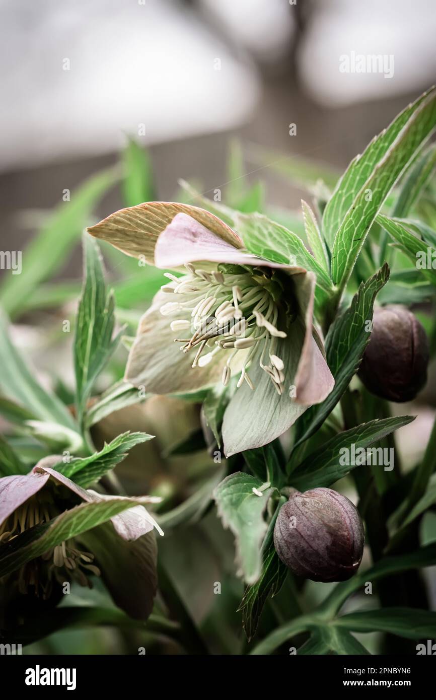 Helleborus close-up. Unusual color green hellebore in the flower bed ...