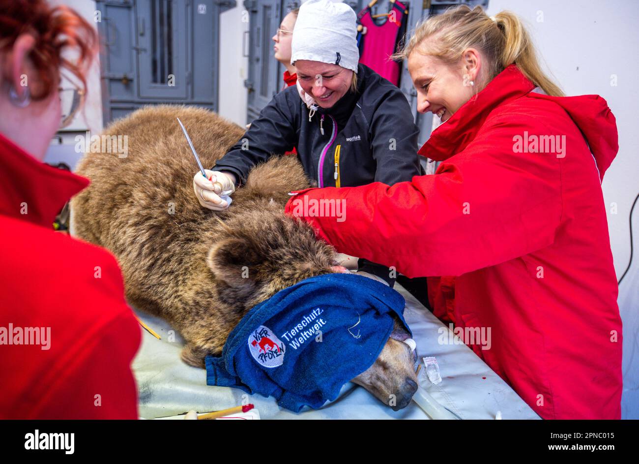 Stuer, Germany. 18th Apr, 2023. Veterinarians Mandana Pötsch (front ...