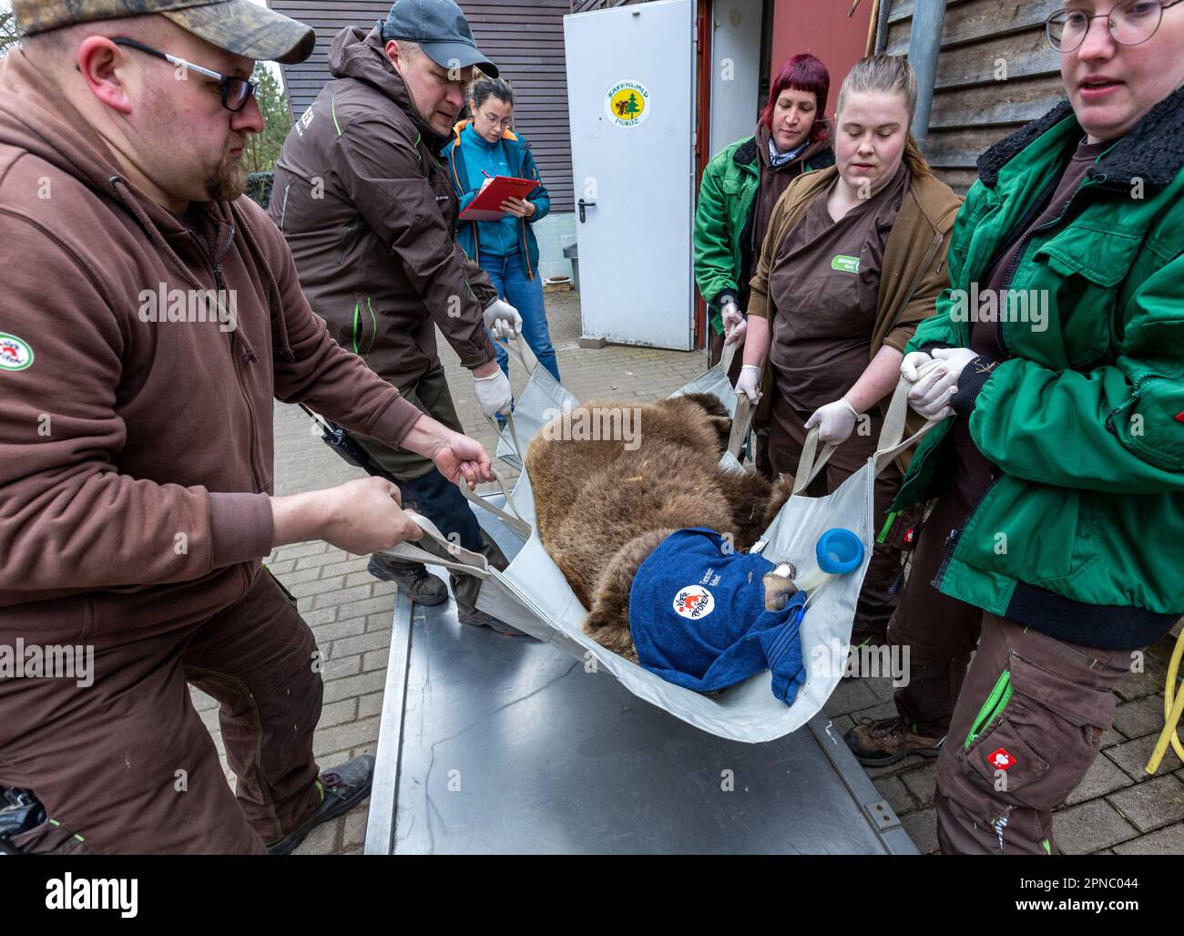 Stuer, Germany. 18th Apr, 2023. Helpers carry the anesthetized bear Ida ...