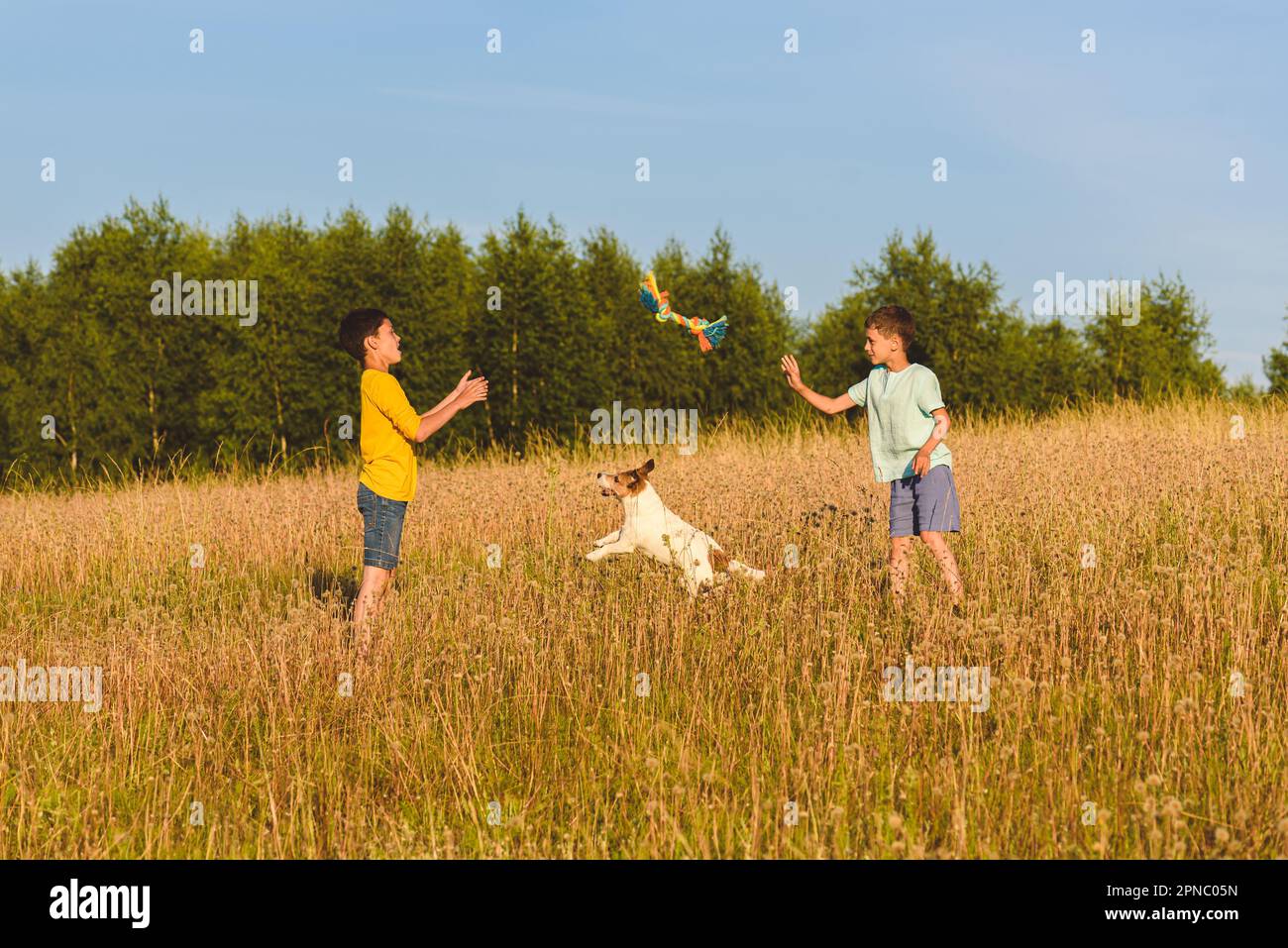 Kids playing with family pet dog outdoor in meadow on summer day Stock ...