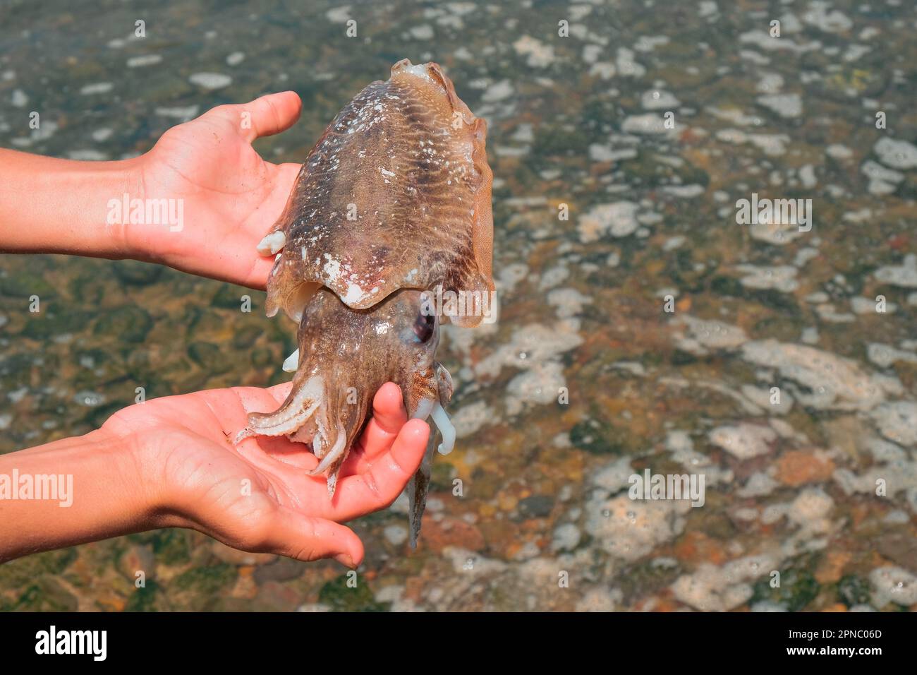 Sidi Ifni, Morocco - two hands hold up a European common cuttlefish ...