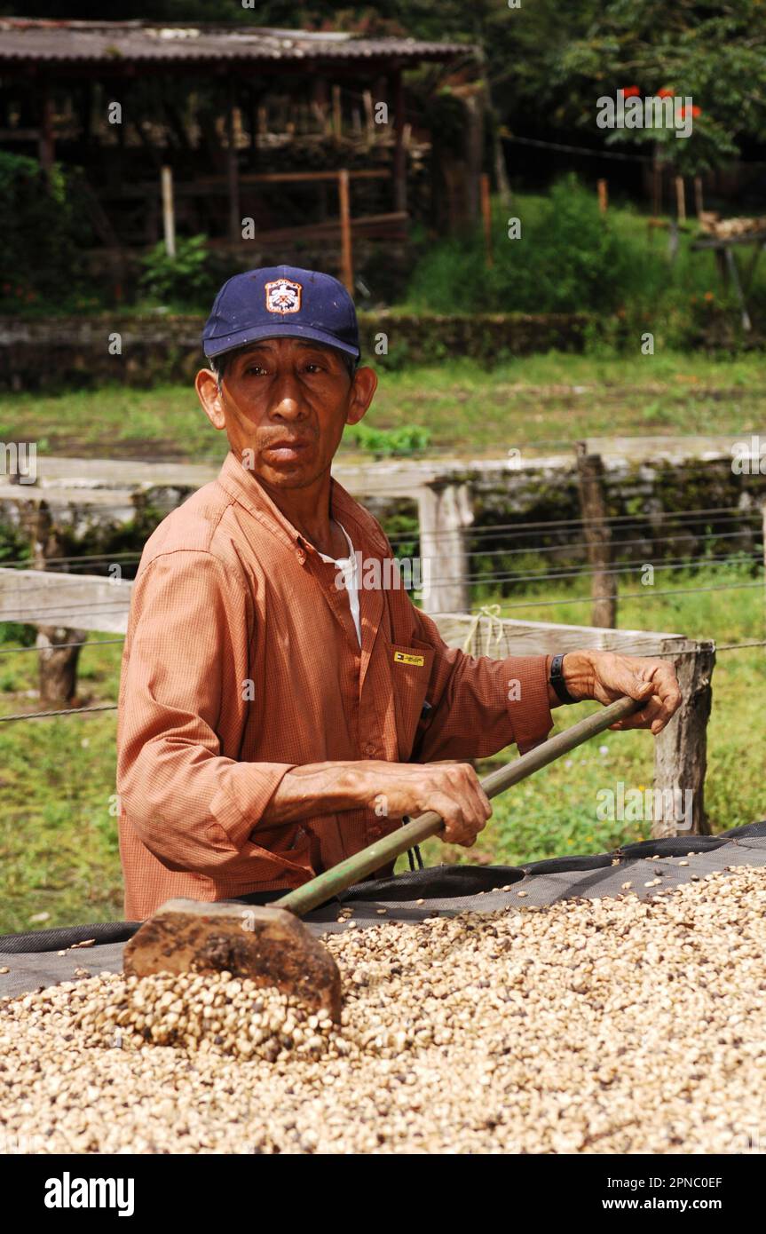 Drying of coffee beans in the sun. Coffee processing at the Finca El ...