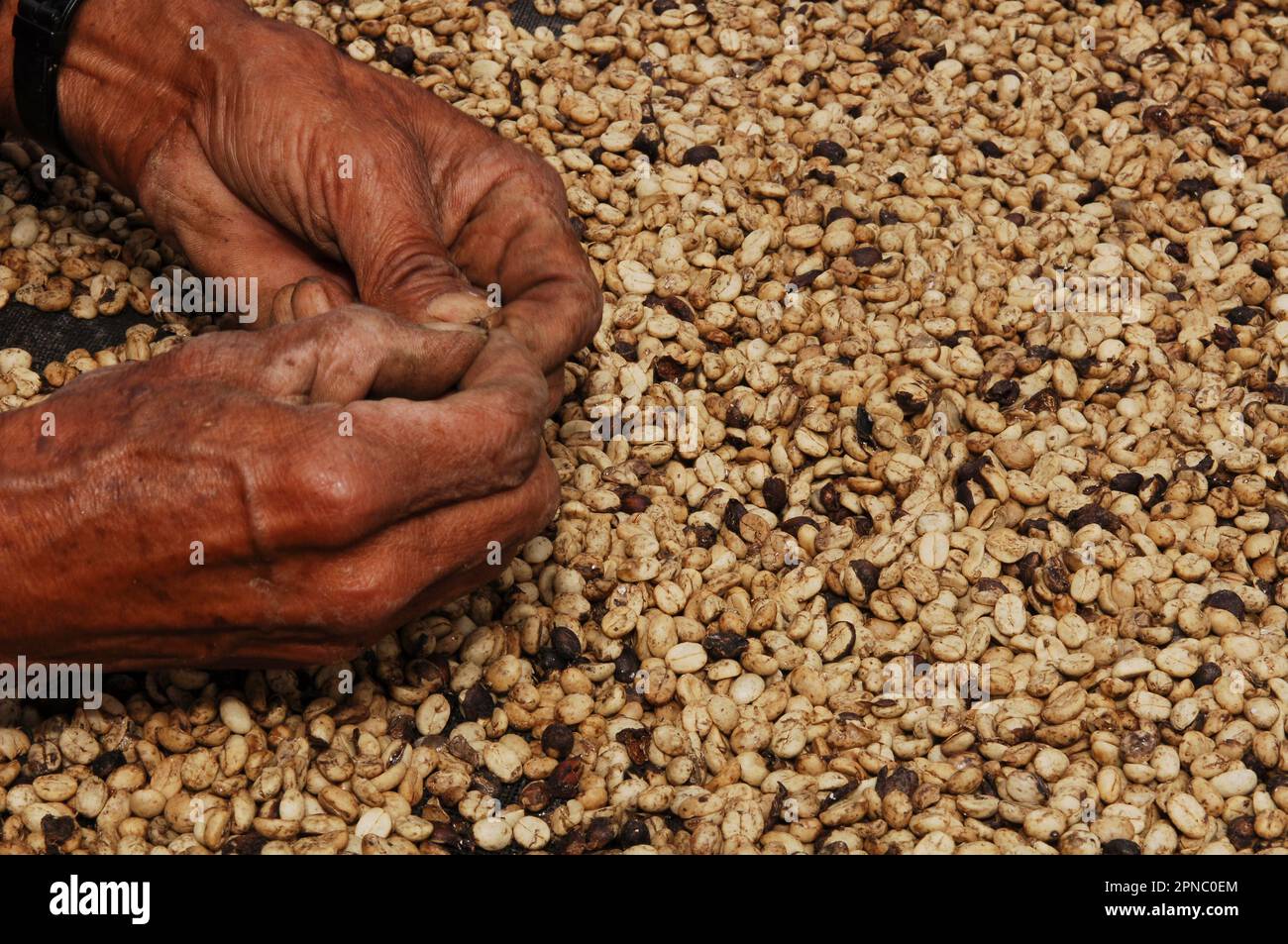 Drying of coffee beans in the sun. Coffee processing at the Finca El ...