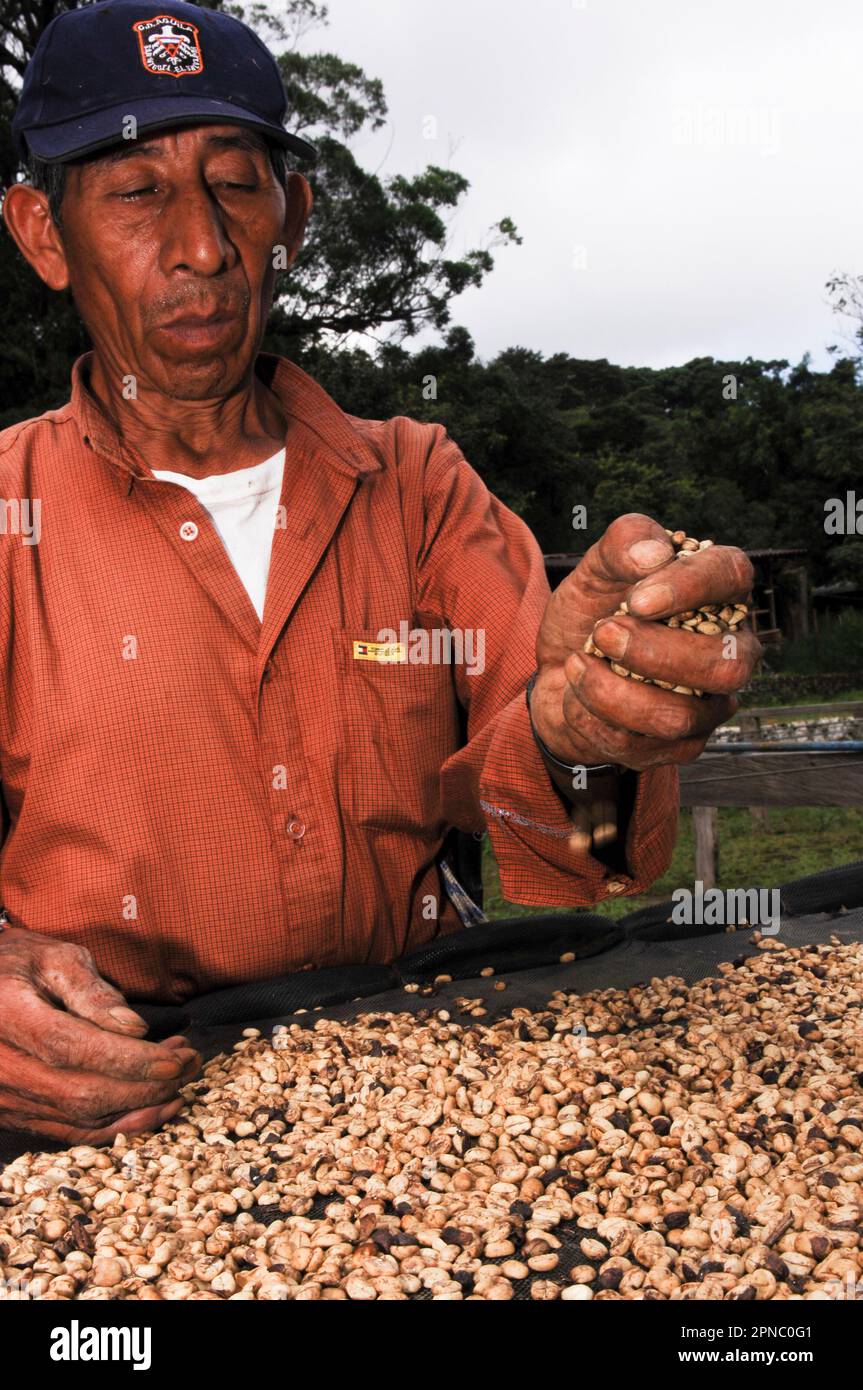 Drying of coffee beans in the sun. Coffee processing at the Finca El ...