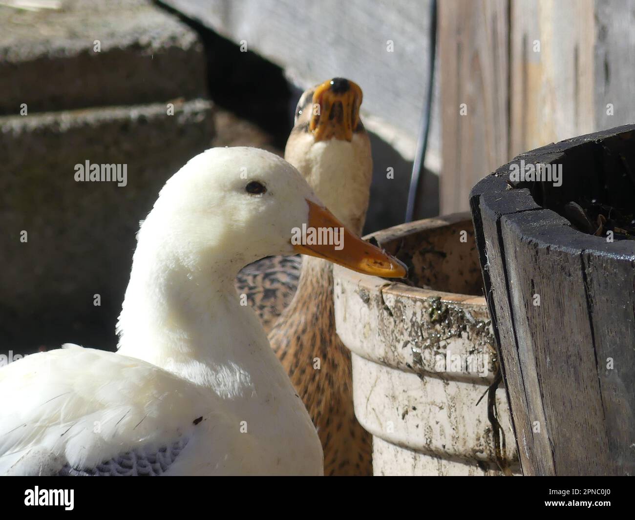 The ducks drinking water from wooden buckets on a farm Stock Photo - Alamy