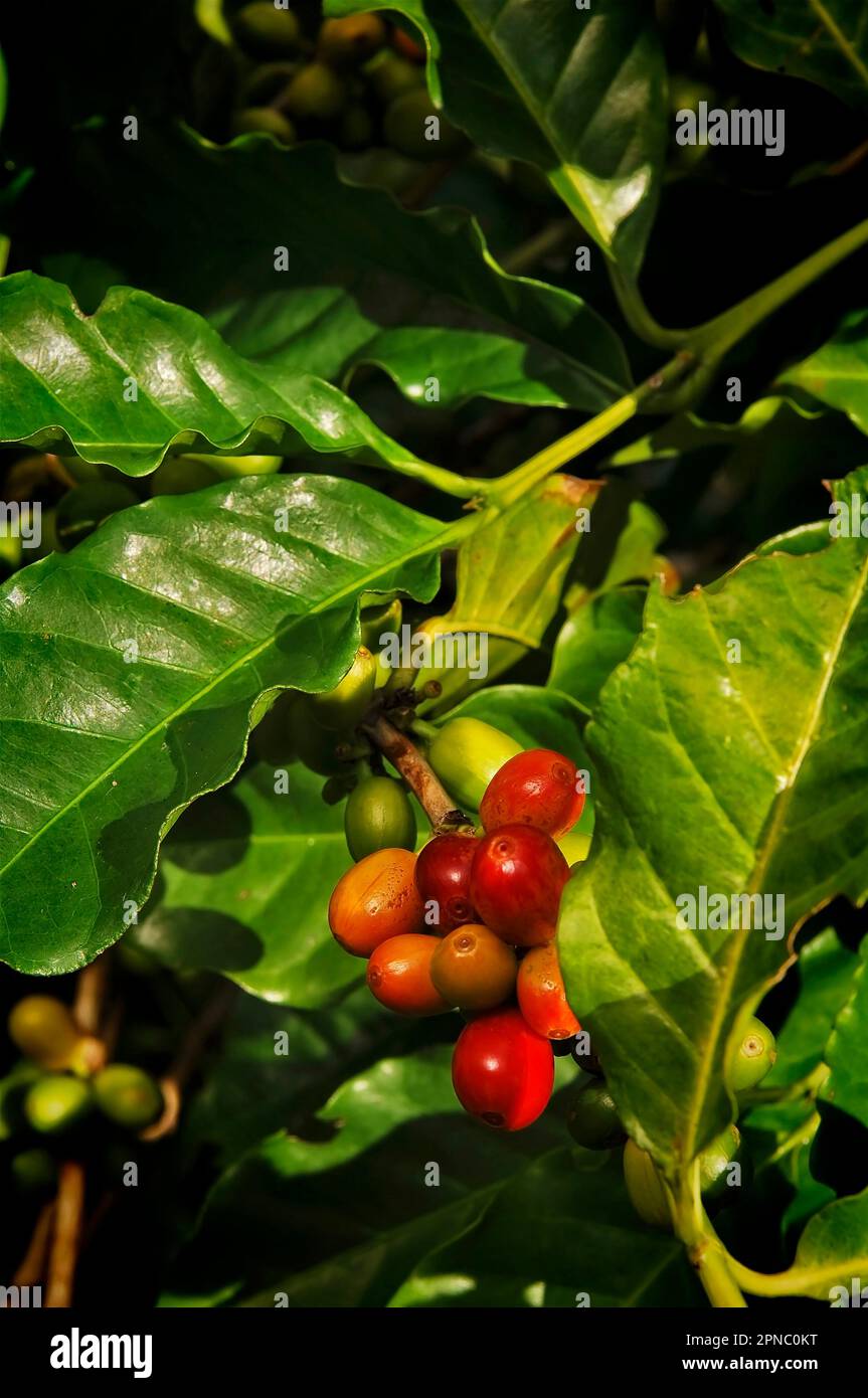 Coffee seedlings full of beans ready for harvesting. El Salvador ...