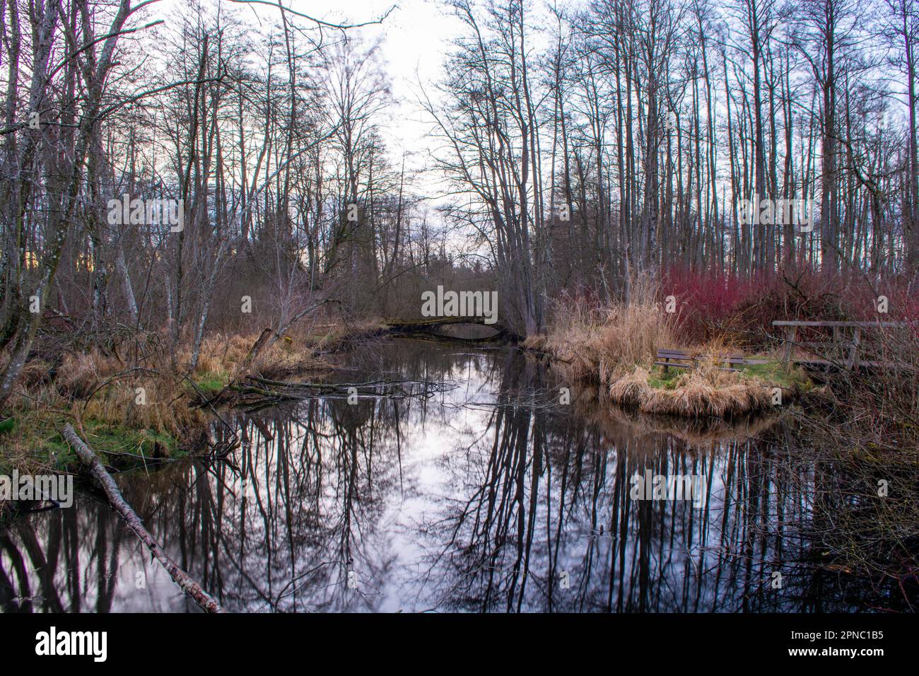 Swamp, marsh at Bad Wurzach, Wurzacher Ried in Germany is one of the ...