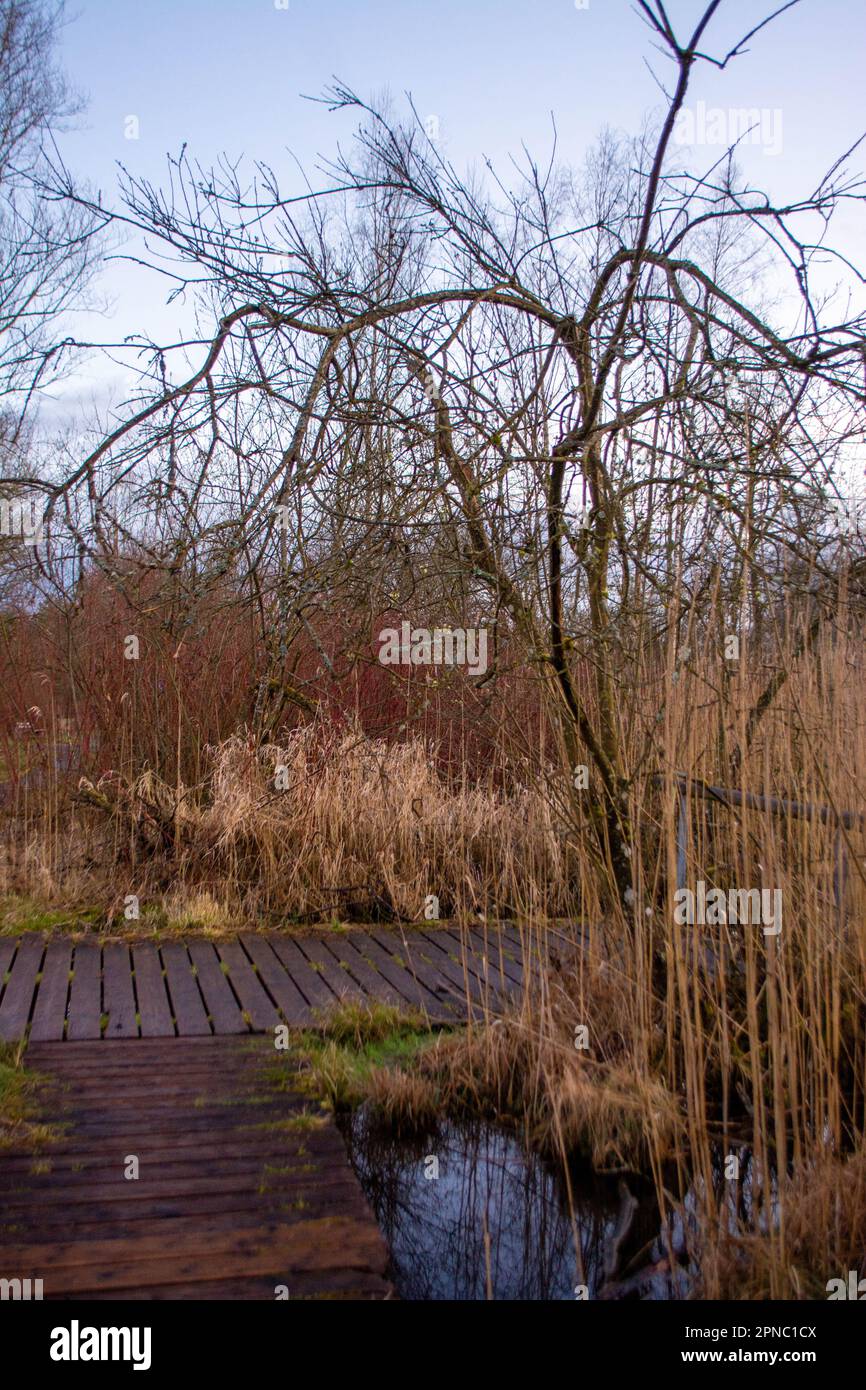 Swamp, marsh at Bad Wurzach, Wurzacher Ried in Germany is one of the ...