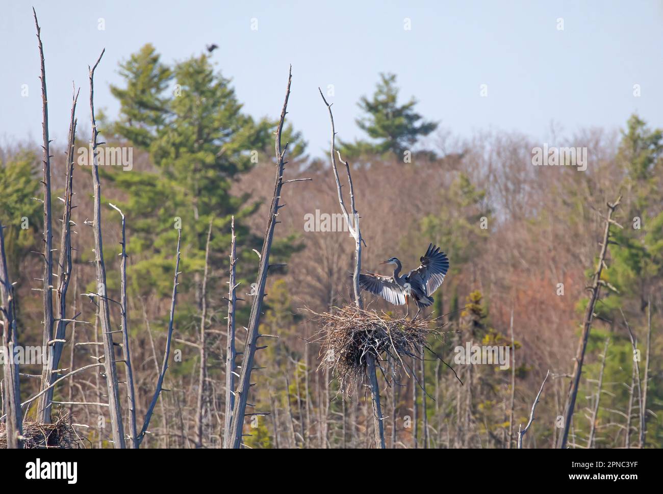 Great blue heron flies to its nest in a heron rookery by edge of a pond ...