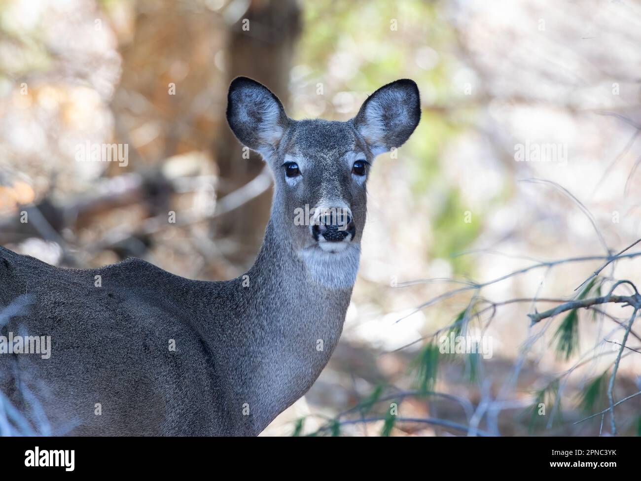 Female White-tailed deer up close in spring in Canada Stock Photo - Alamy