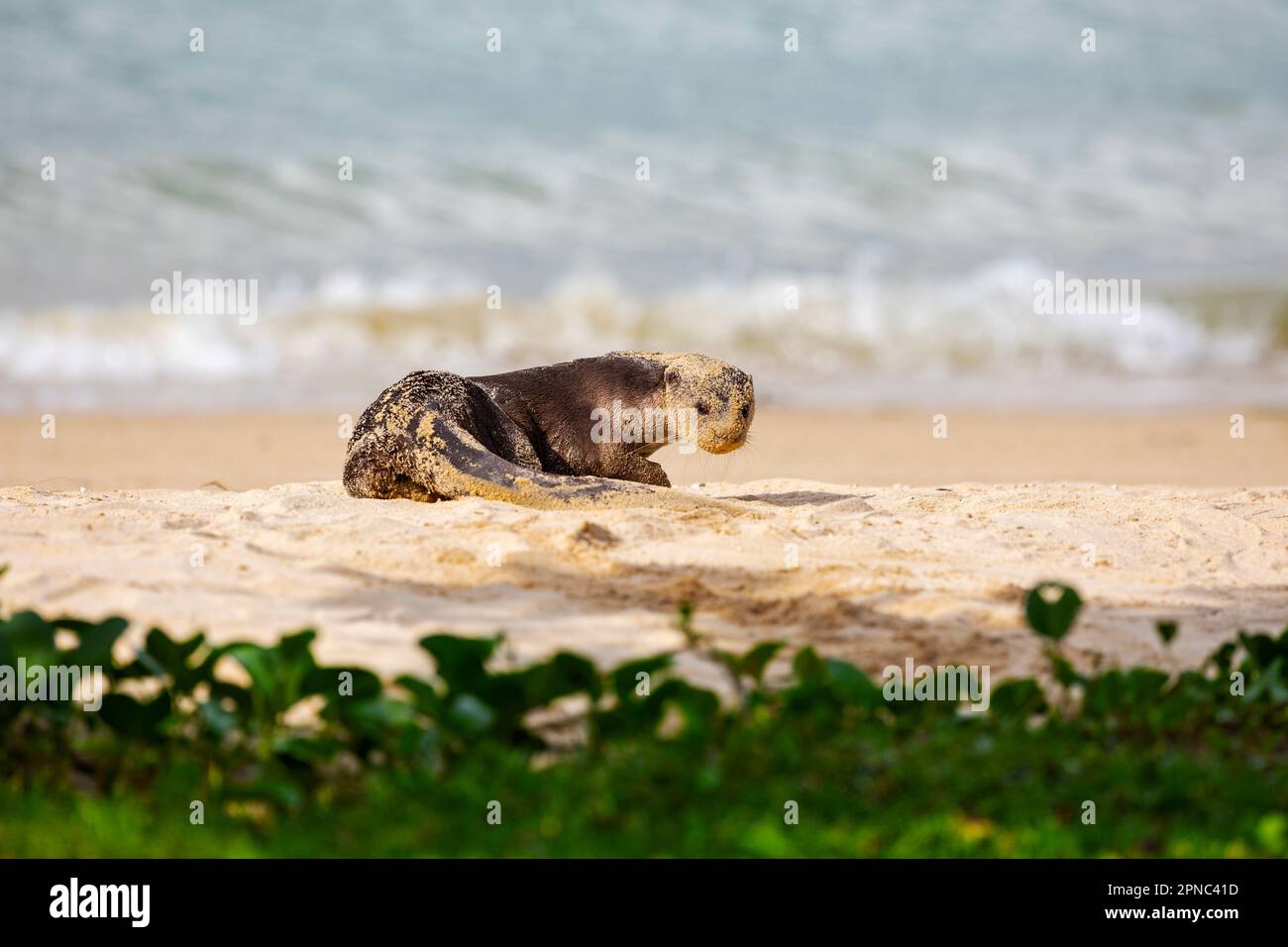 A sand covered smooth coated otter rests on beach along the coast in ...