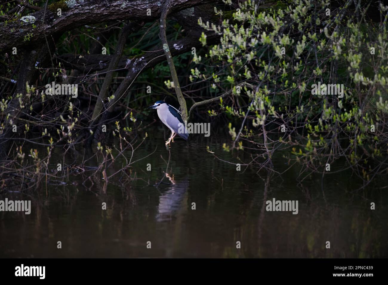 Night Black Crown Night Heron on branch upright Stock Photo - Alamy