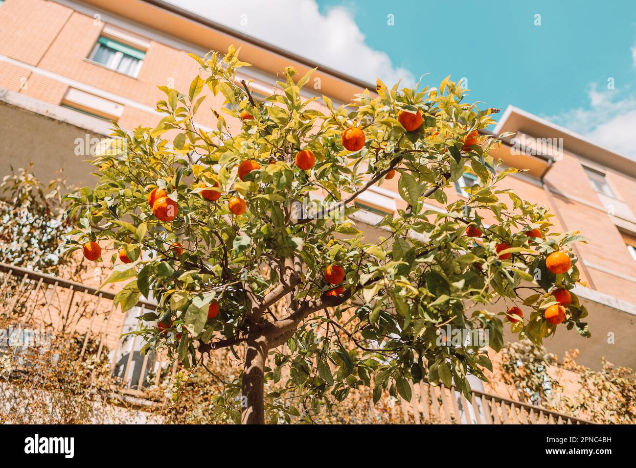 Orange tree in Pisa historical centre. Cozy old street of Italy ...