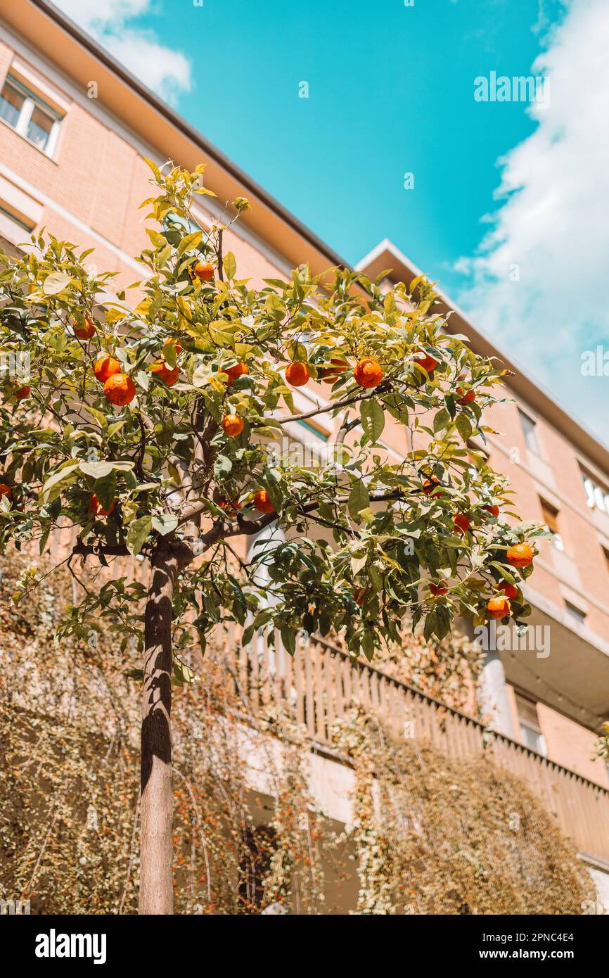 Orange tree in Pisa historical centre. Cozy old street of Italy ...