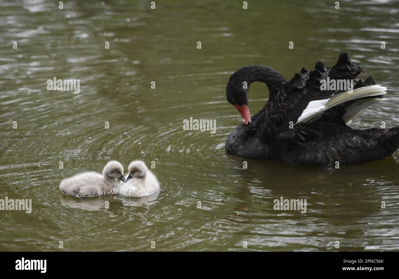 **CHINESE MAINLAND, HONG KONG, MACAU AND TAIWAN OUT** Two naturally ...