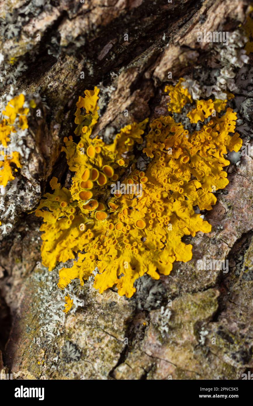 Xanthoria parietina common orange lichen, yellow scale, maritime ...
