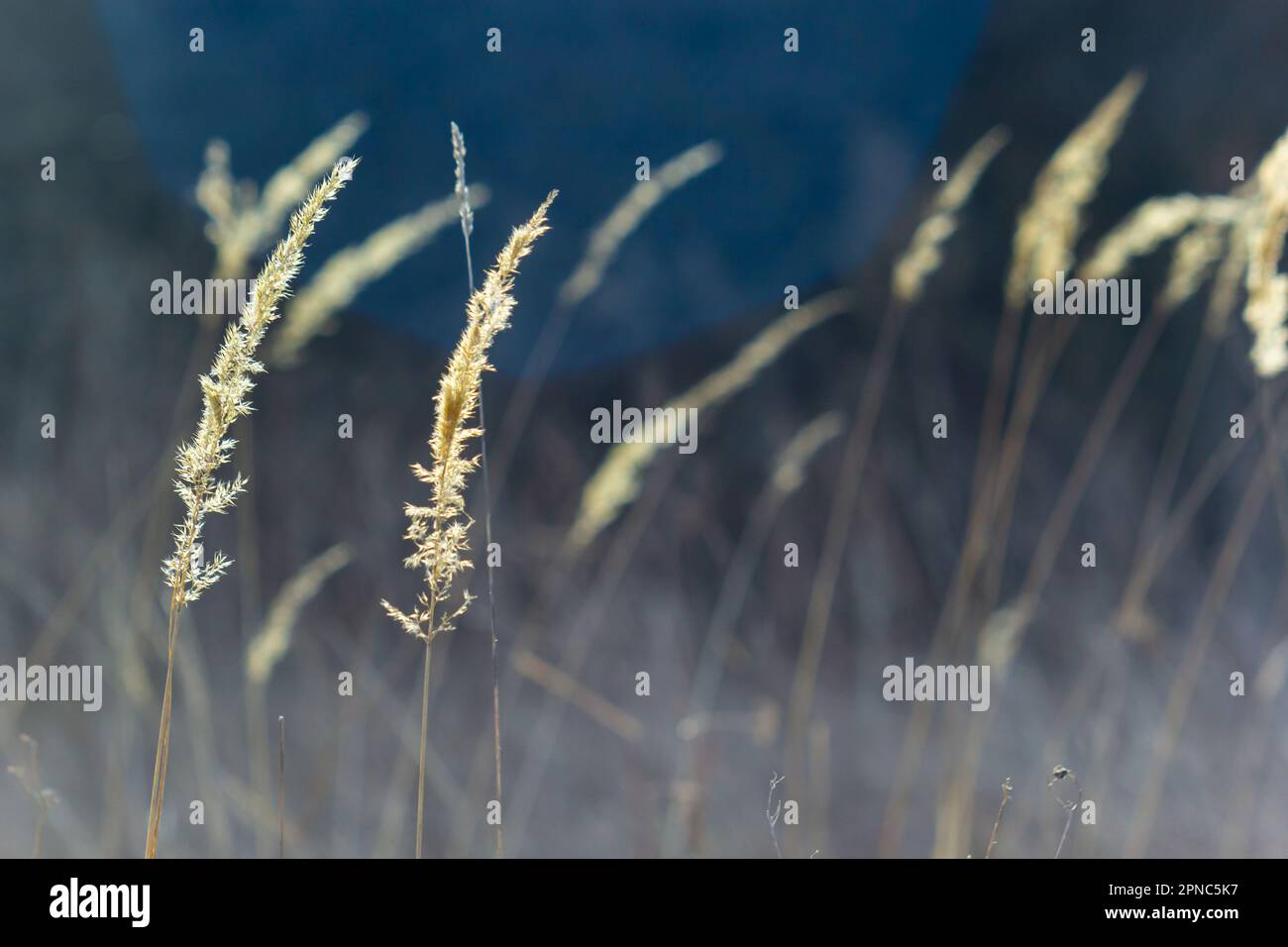 Calamagrostis epigejos bushgrass. Wood small-reed grass in field ...