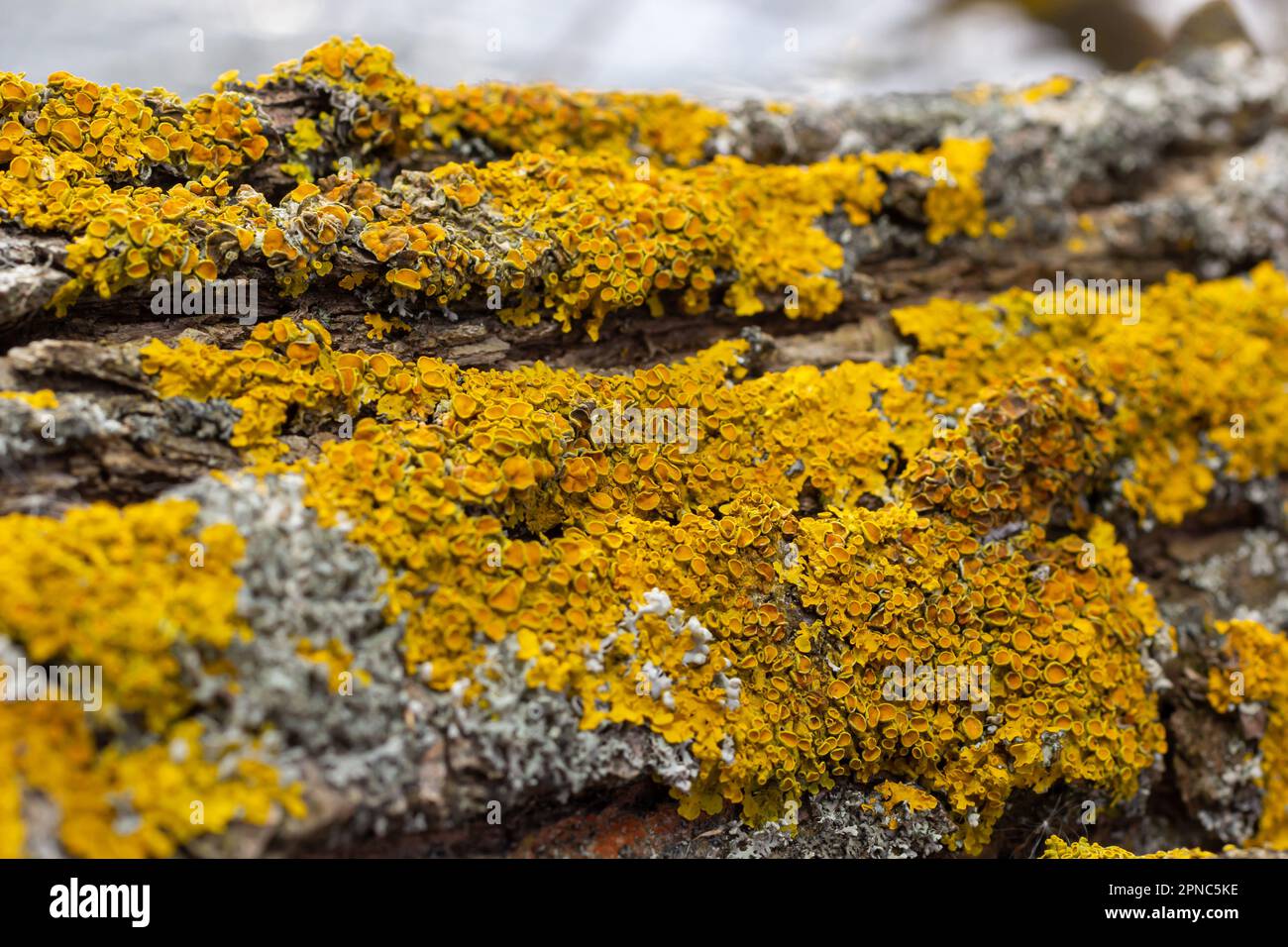Moss and golden lichen on bark hi-res stock photography and images - Alamy