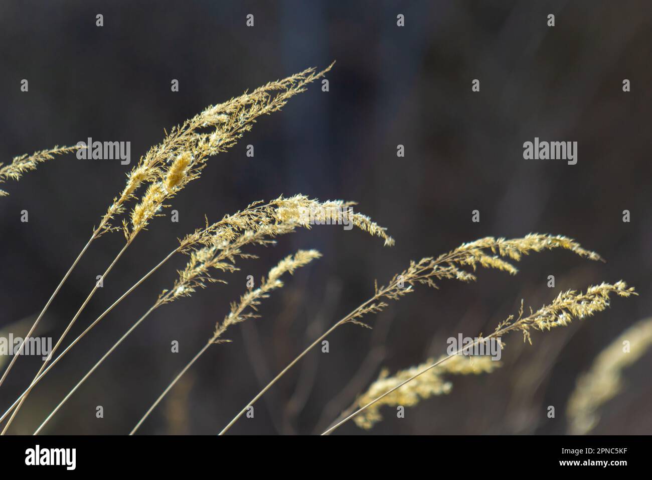 Calamagrostis epigejos bushgrass. Wood small-reed grass in field ...