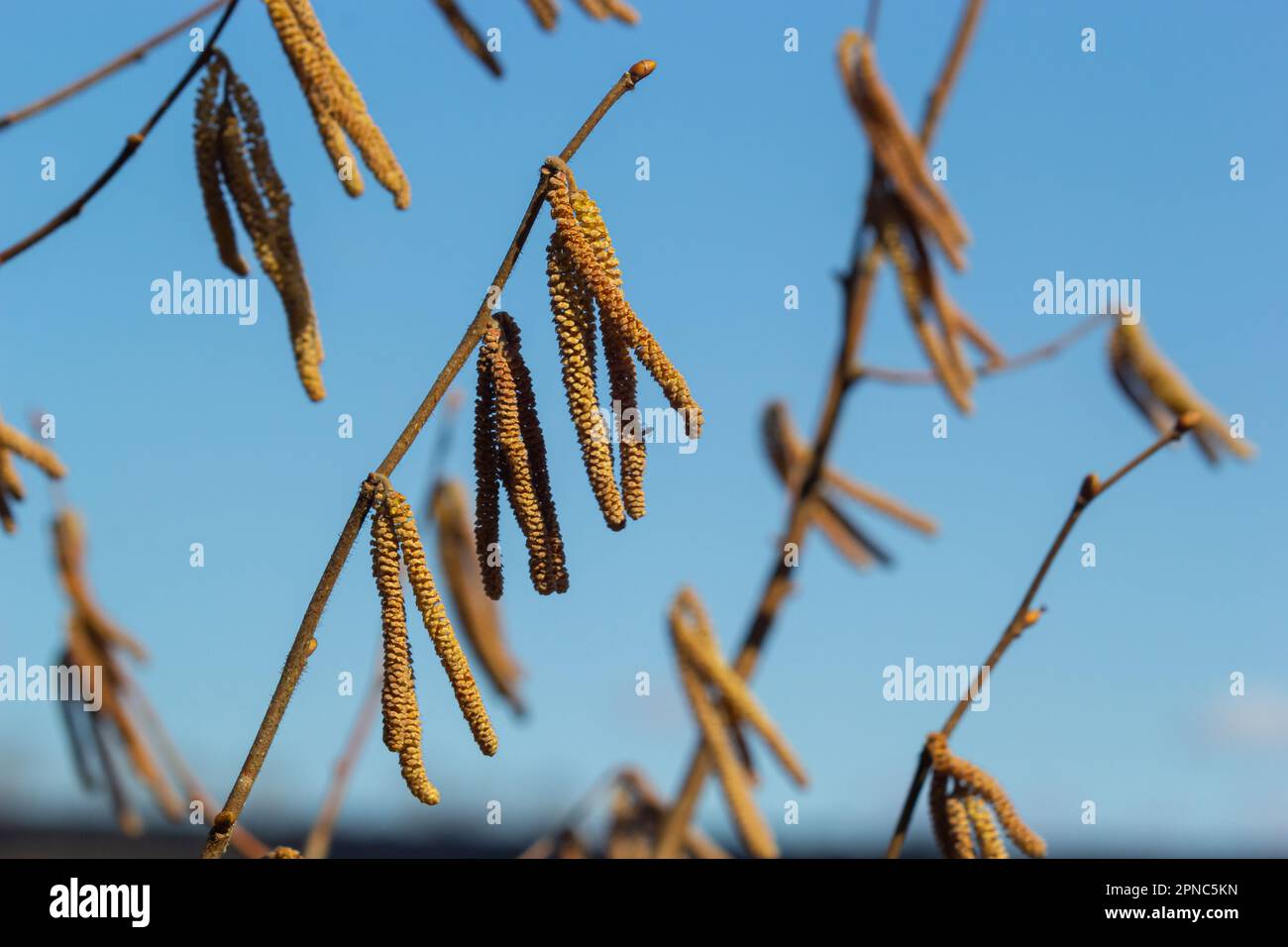 First signs of spring. Hazel, European filbert Corylus avellana opened ...