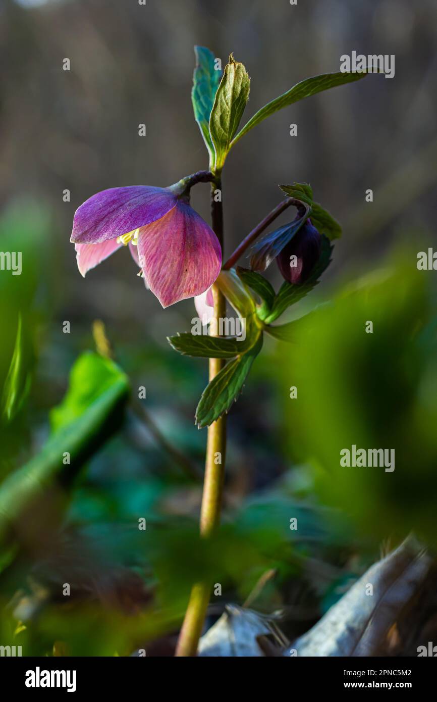 Early spring forest blooms hellebores, Helleborus purpurascens. Purple ...