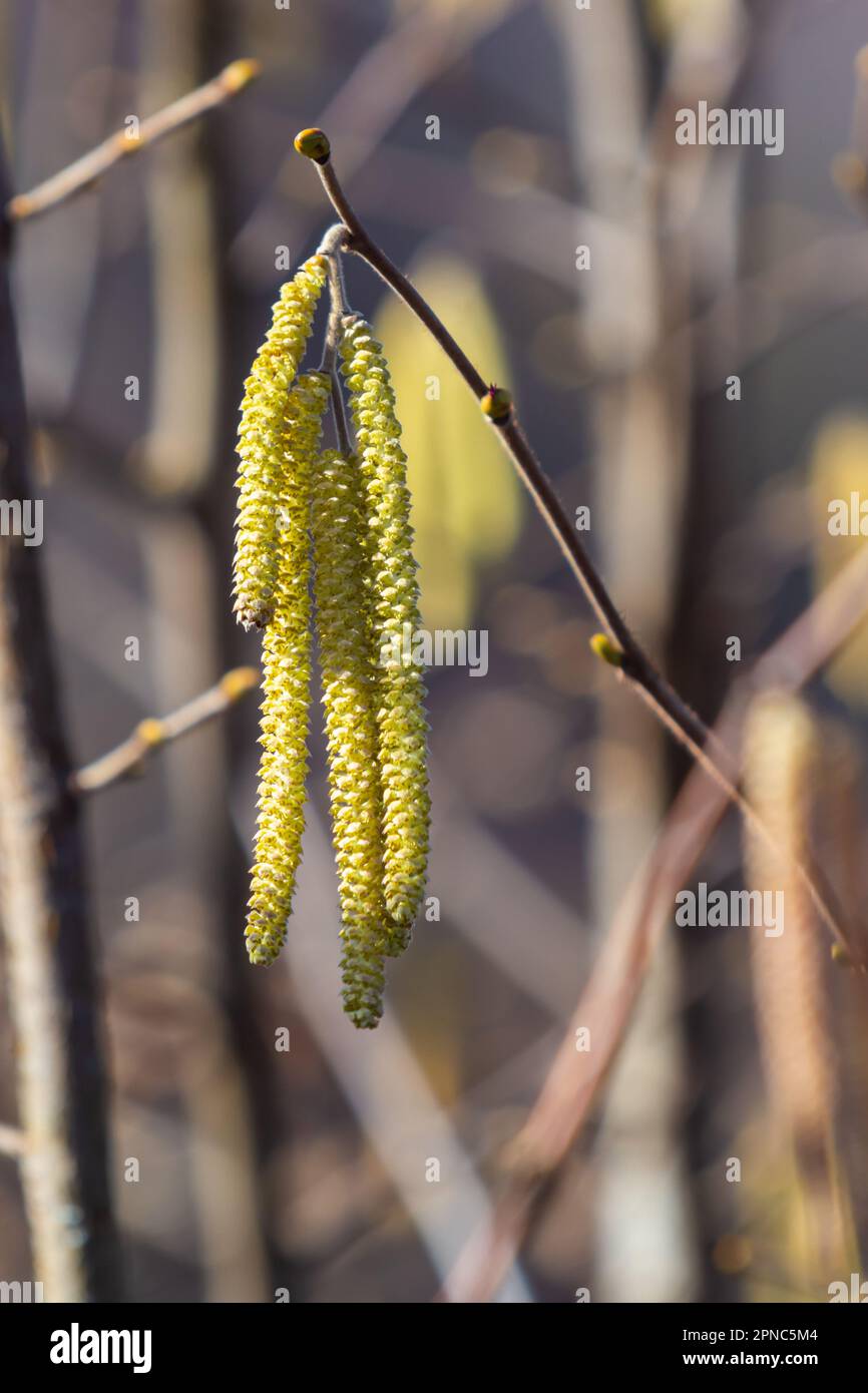 First signs of spring. Hazel, European filbert Corylus avellana opened ...