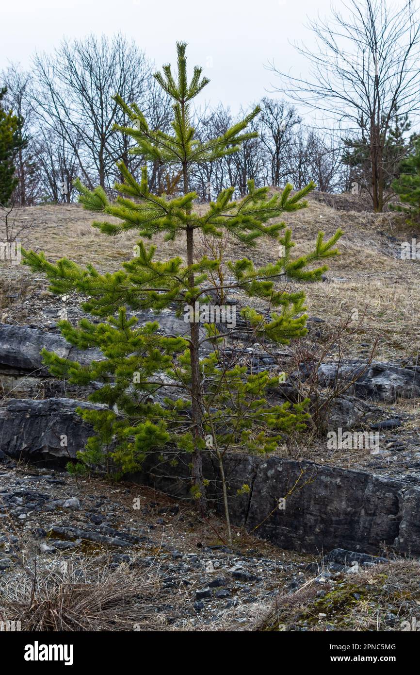 Small pine tree. small green spruce grows on a stone against the ...