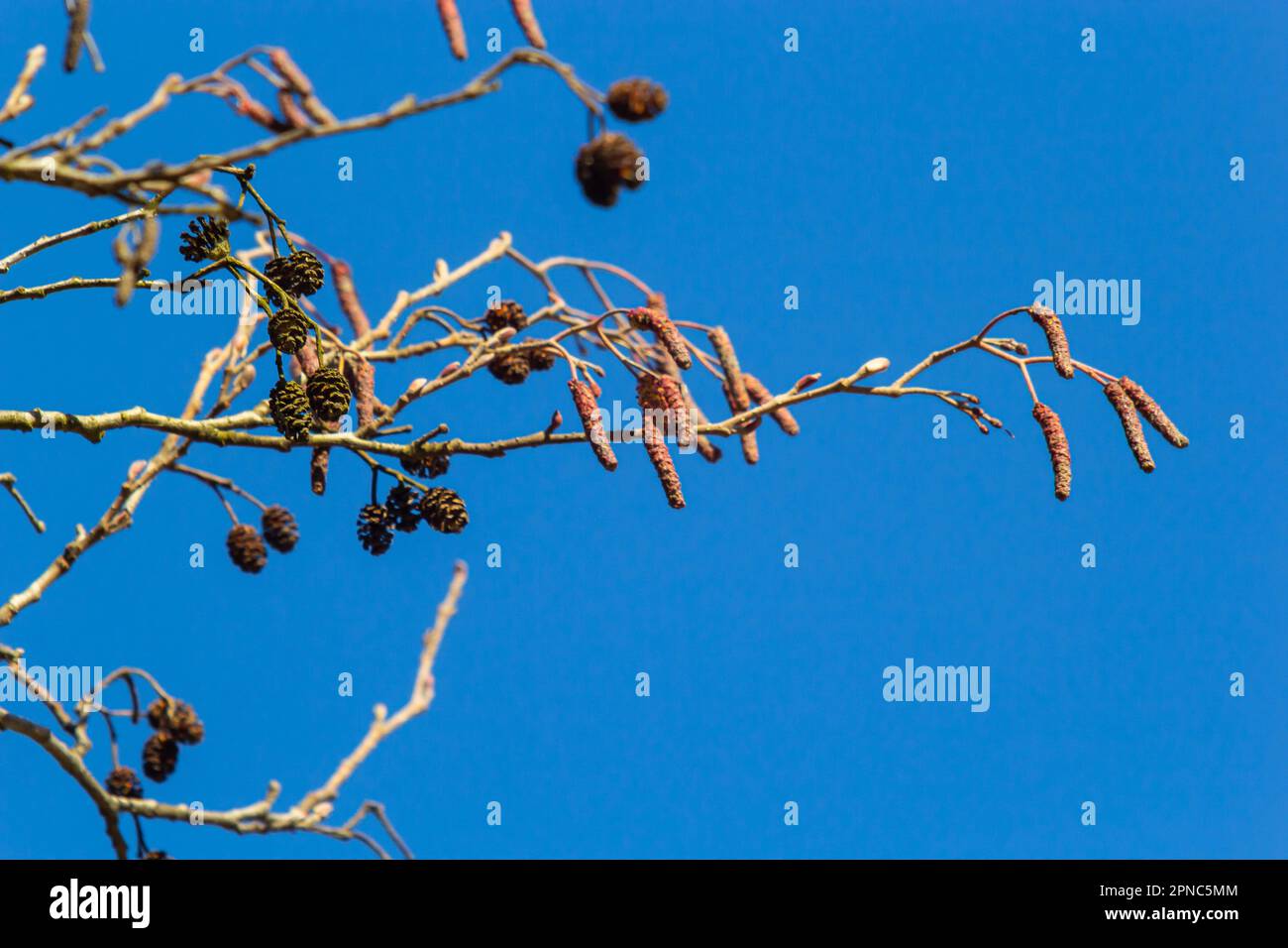 Small branch of black alder Alnus glutinosa with male catkins and ...